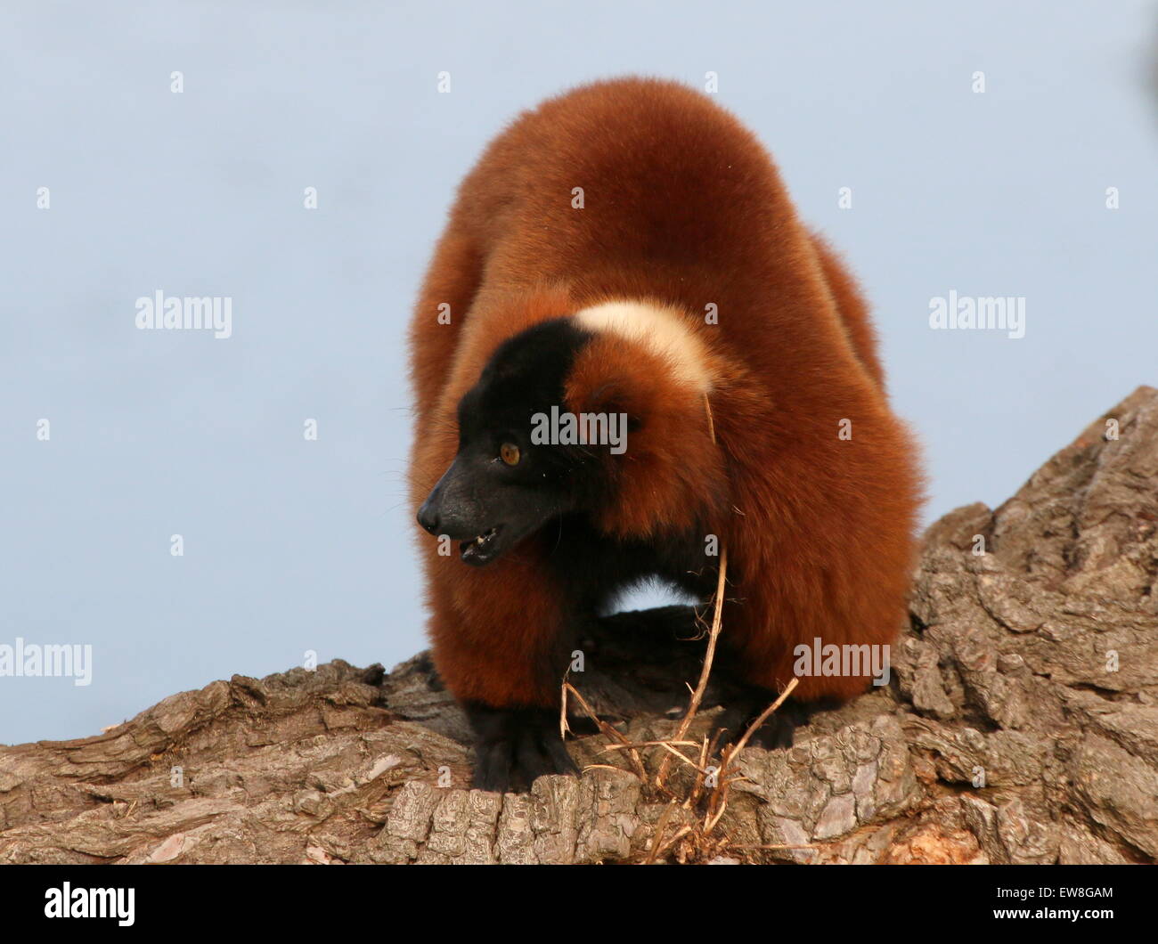 Lemur rufo rojo hi-res stock photography and images - Alamy
