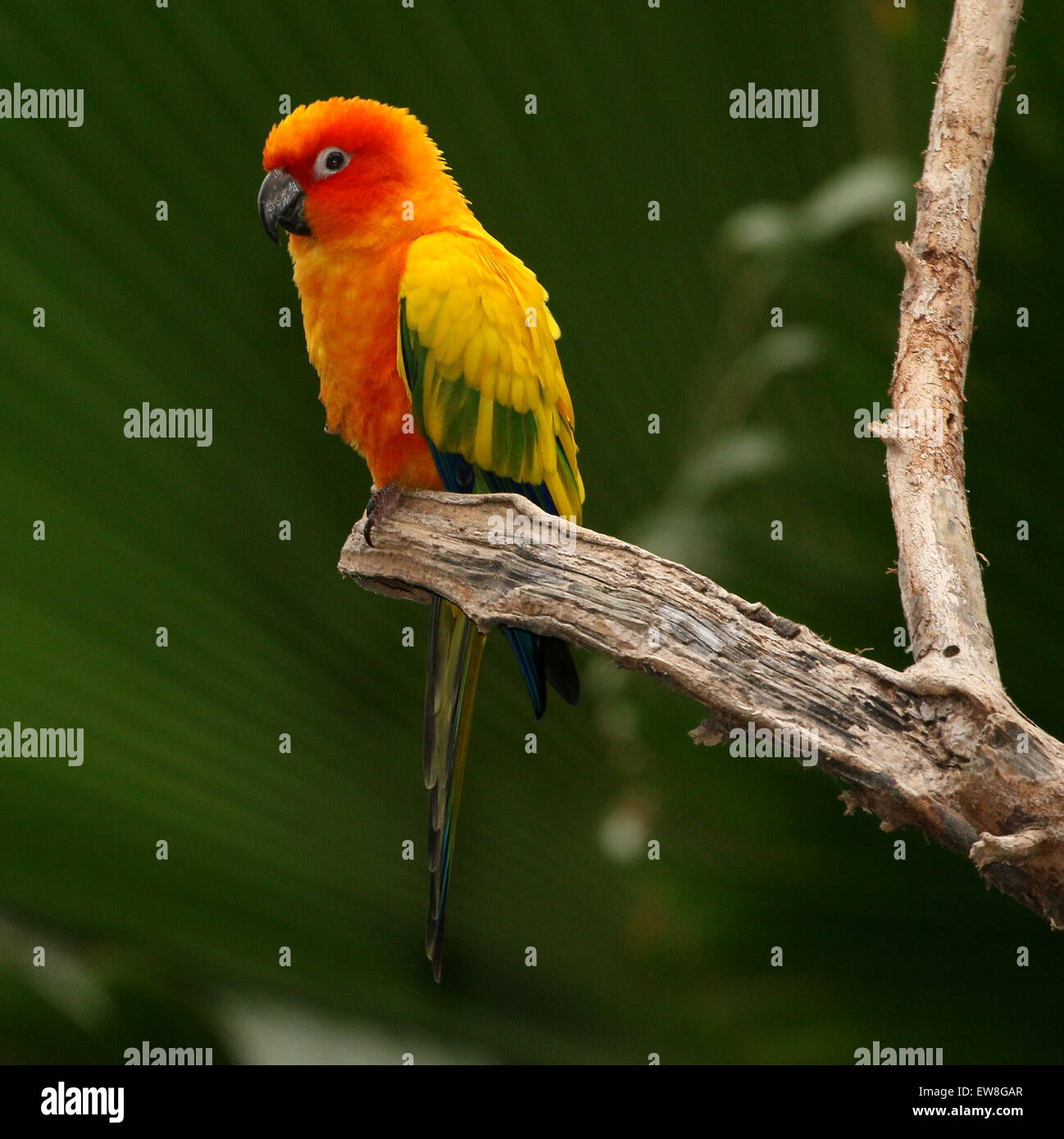 Conure Soleil High Resolution Stock Photography and Images - Alamy