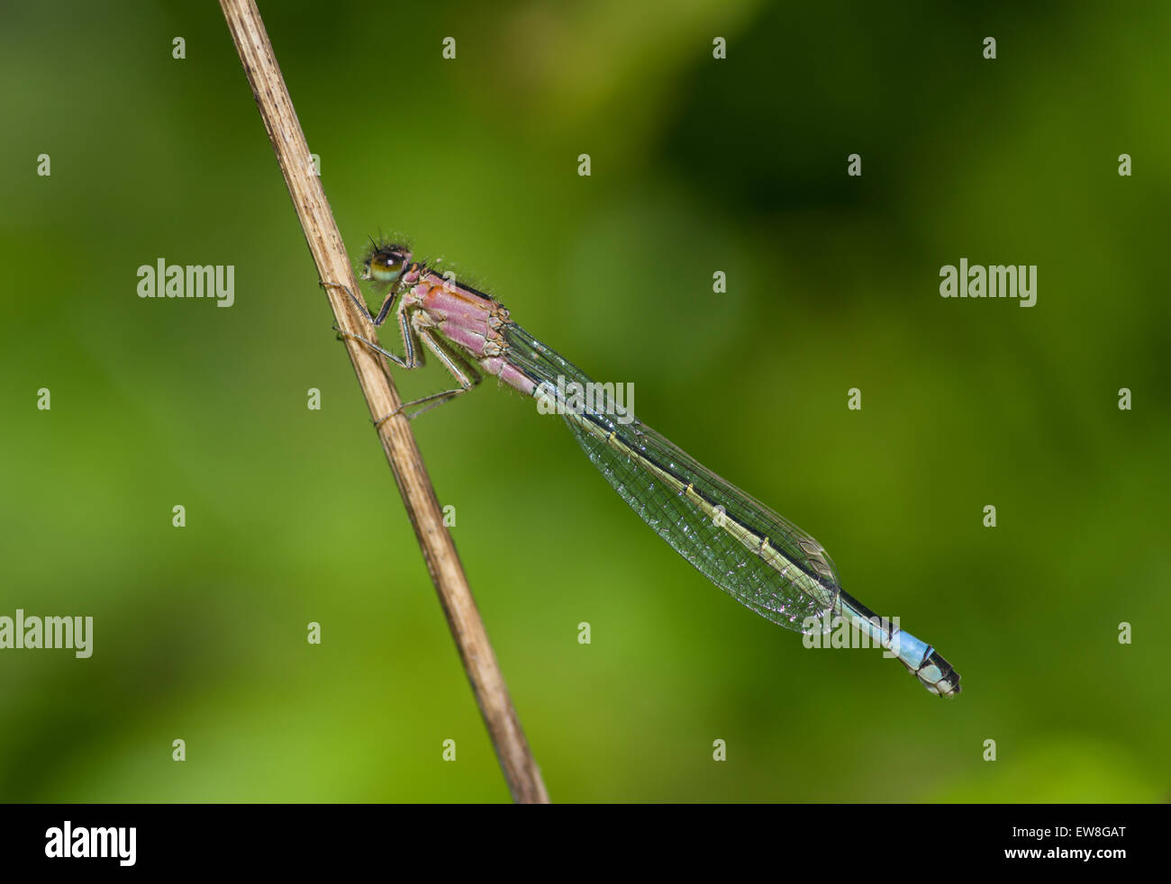 Grey thorax hi-res stock photography and images - Alamy