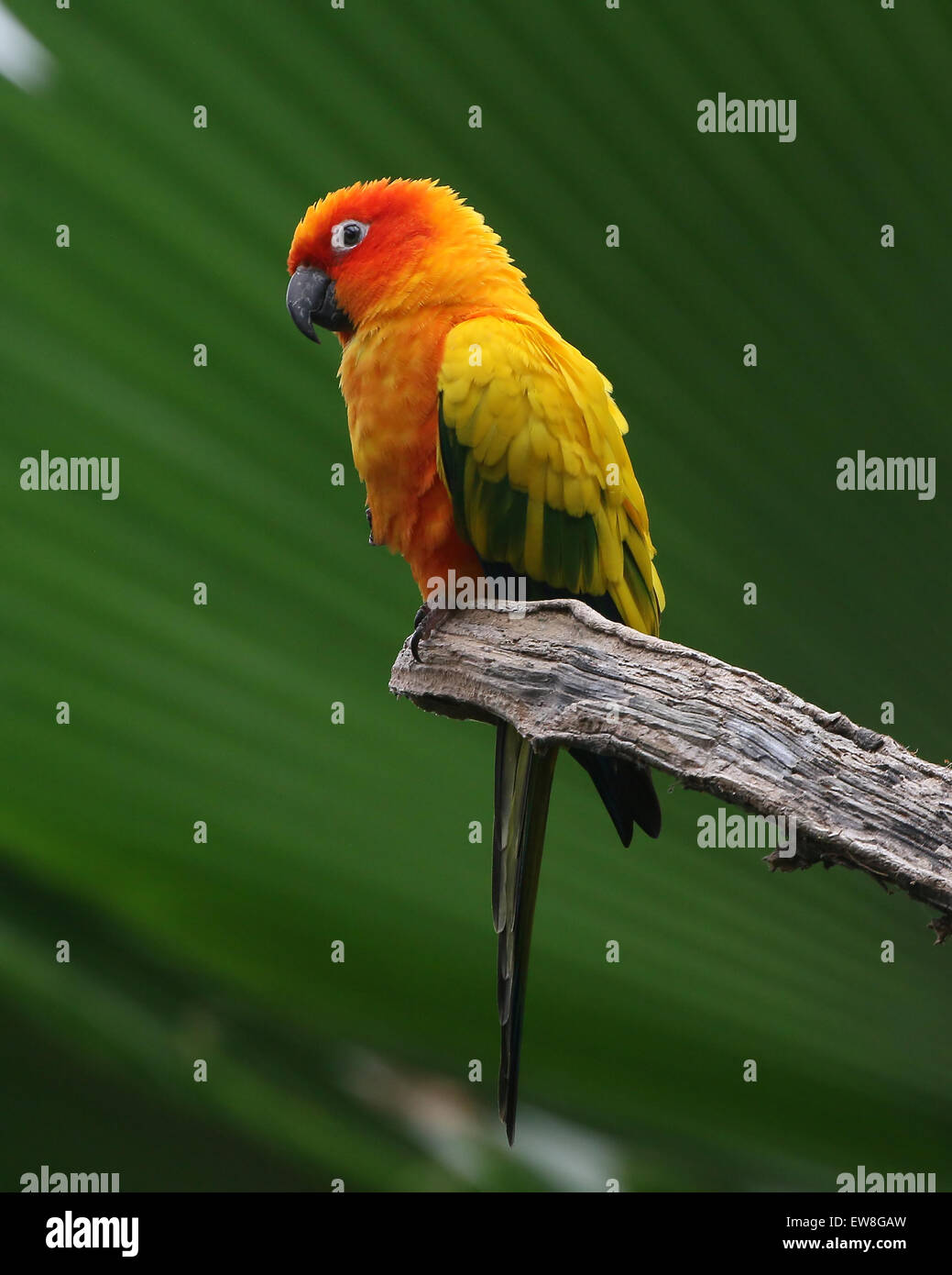 Sonnensittich aratinga solstitialis hi-res stock photography and images ...