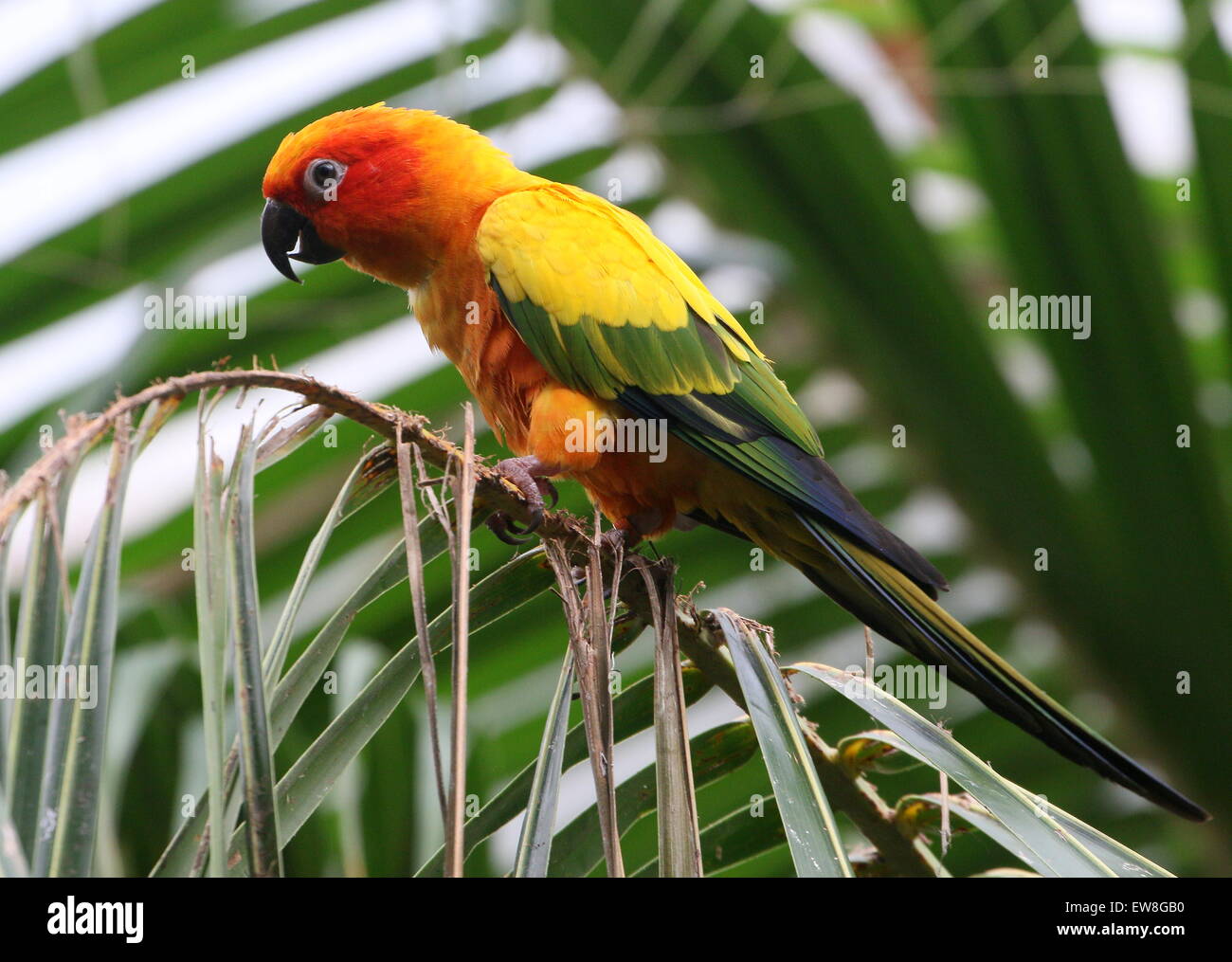 Zonneparkiet hi-res stock photography and images - Alamy