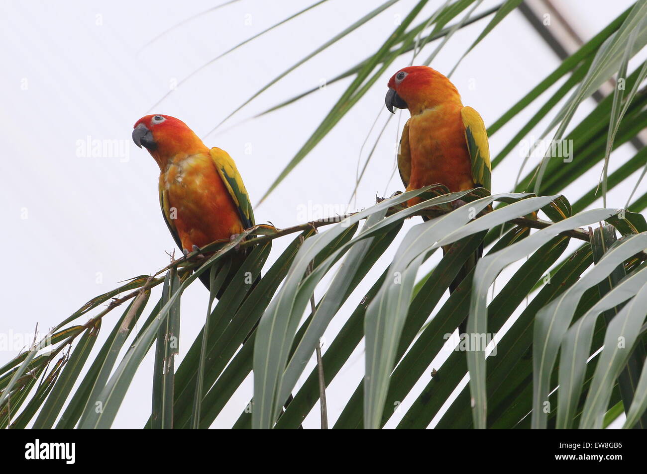 Male and female parakeets hi-res stock photography and images - Alamy