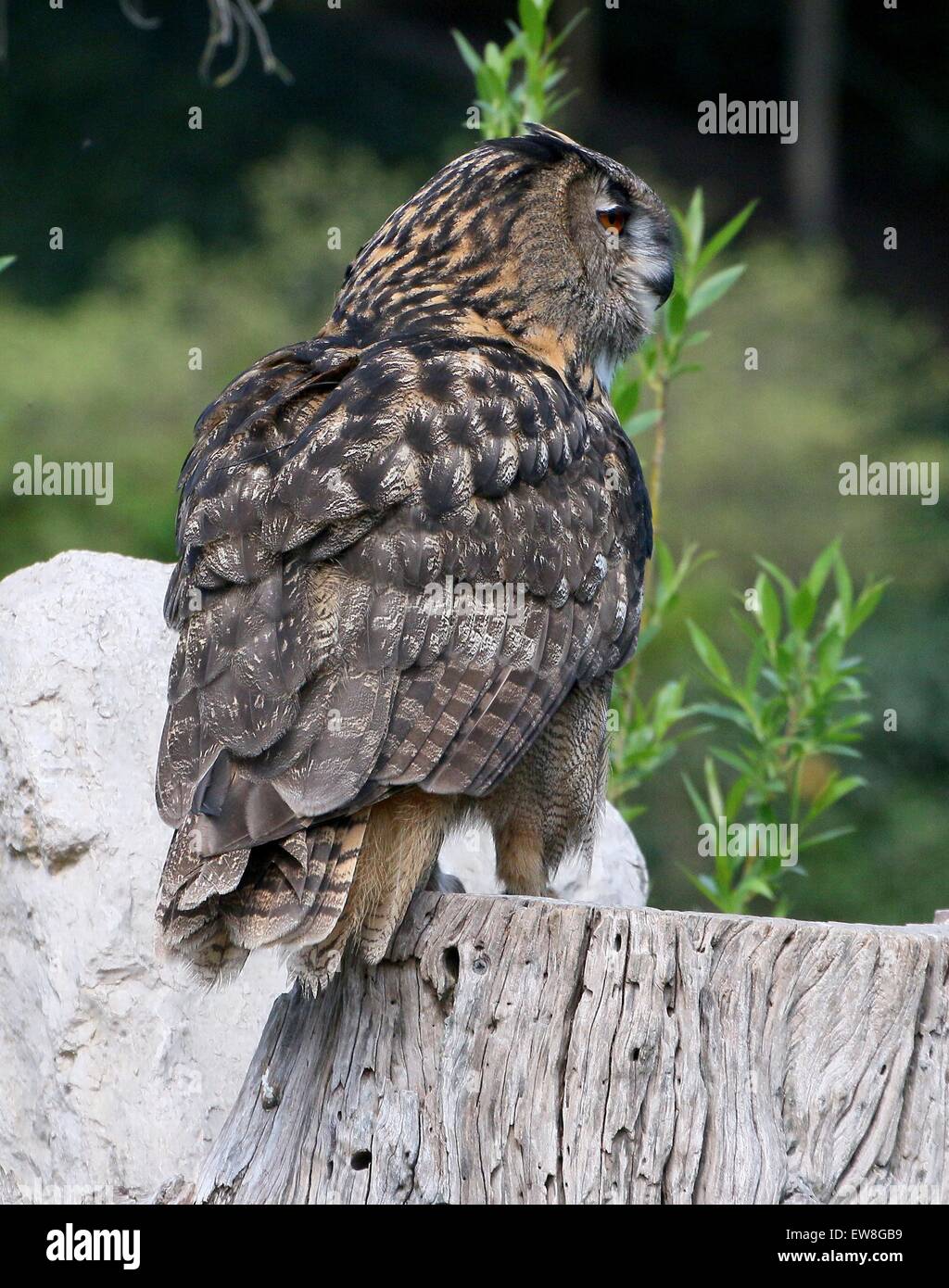 Bubo bubo d'europe hi-res stock photography and images - Alamy