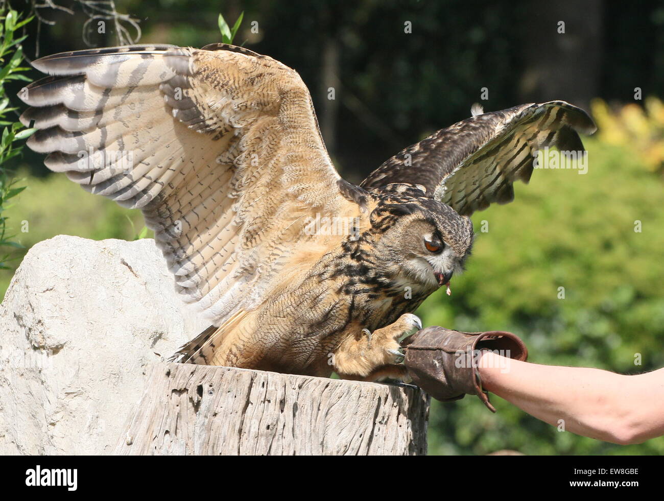Eurasian eagle owl (Bubo bubo) with a bird handler at Avifauna Bird Zoo ...