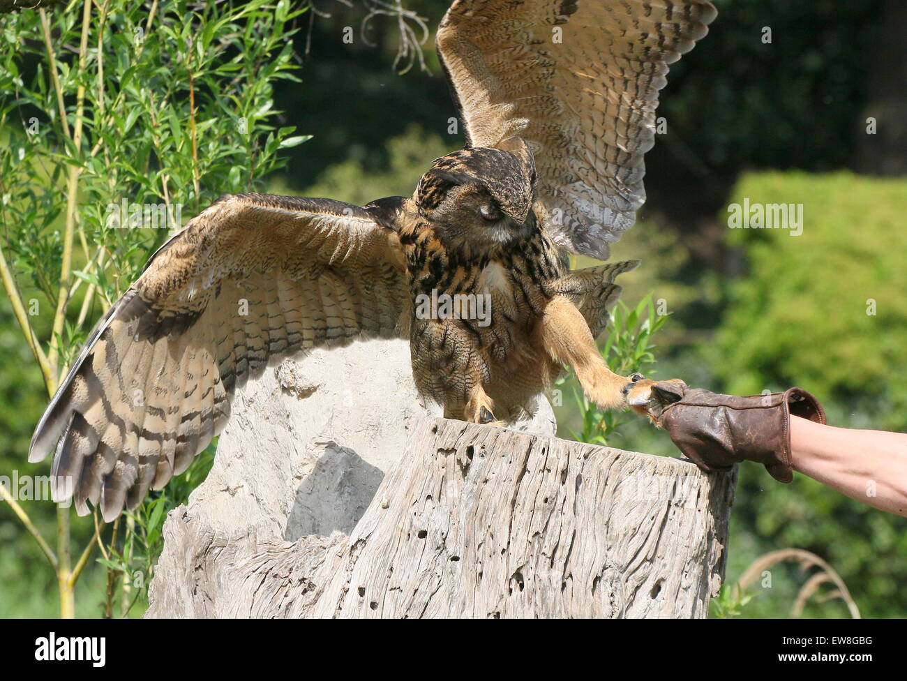 Spunky Eurasian eagle owl (Bubo bubo) with a bird handler at Avifauna ...