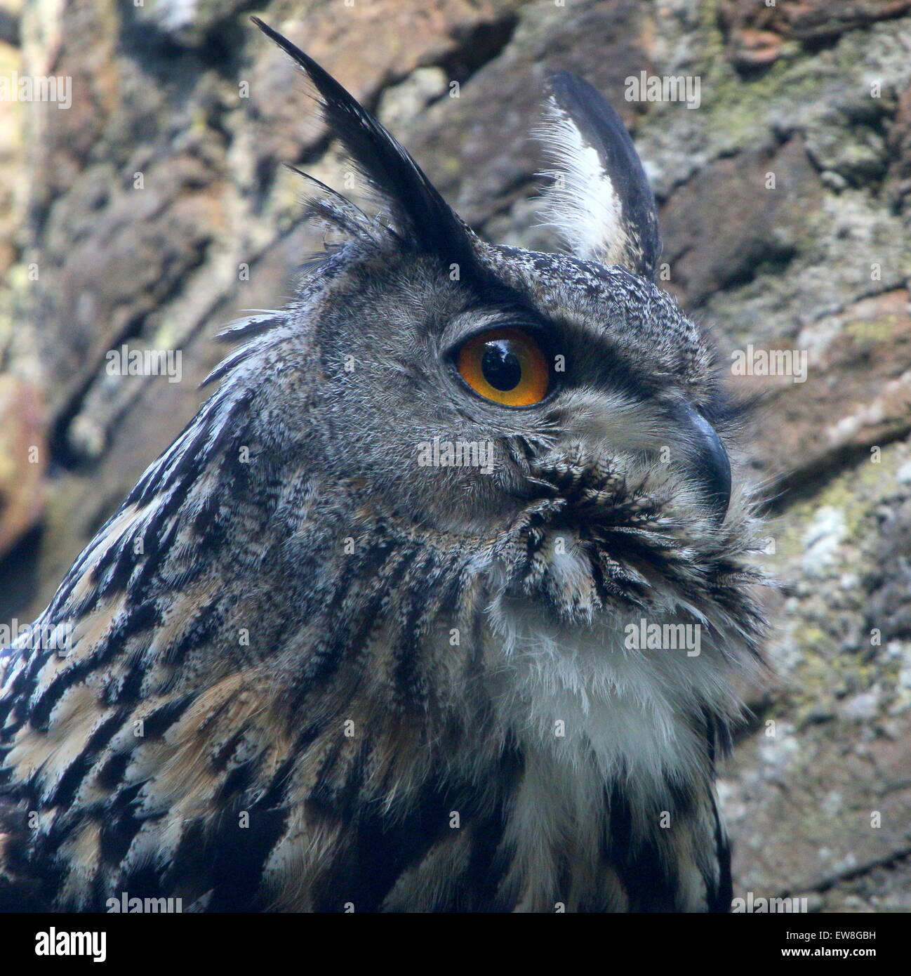 Bubo bubo d'europe hi-res stock photography and images - Alamy