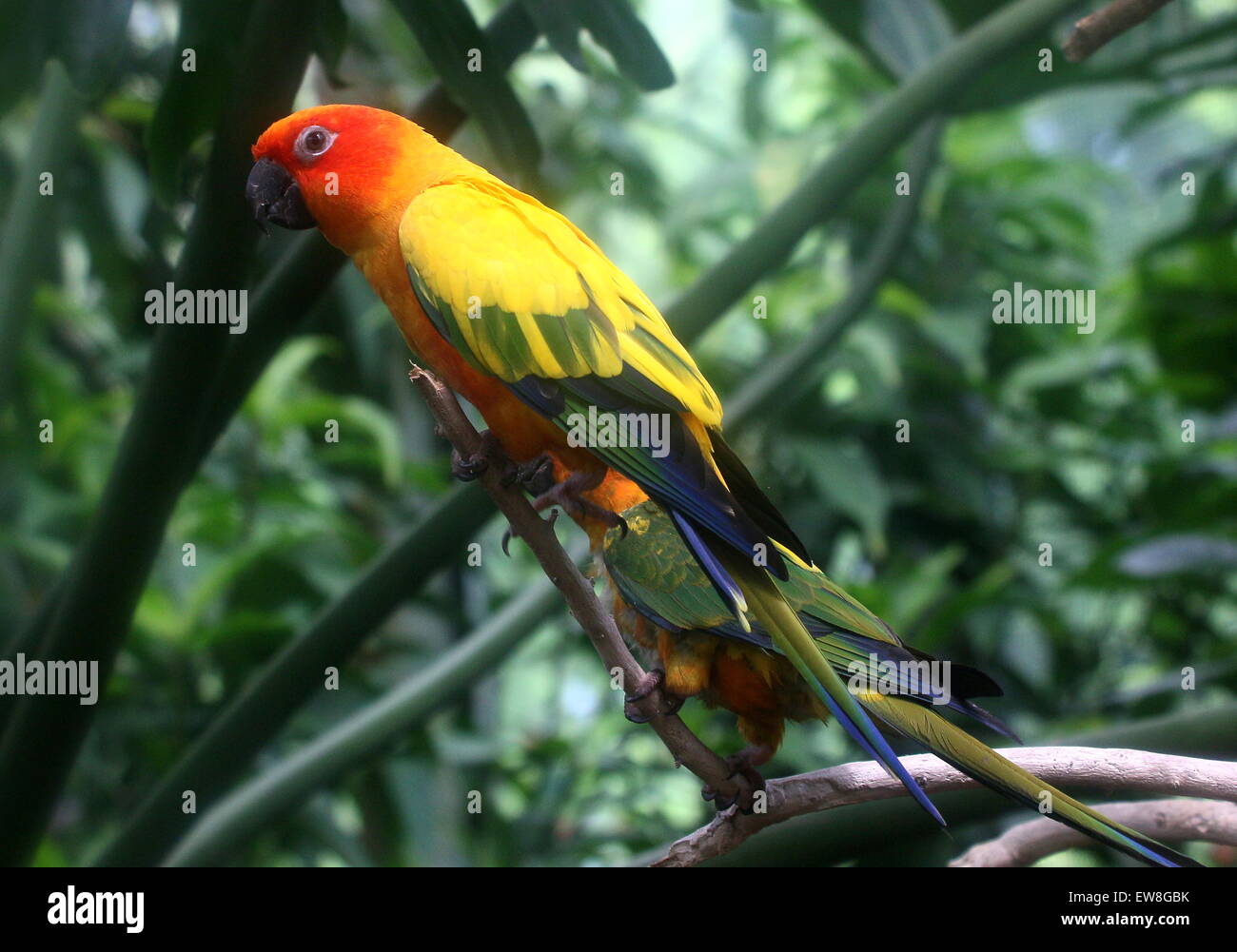 South American Sun Parakeets or Sun Conures (Aratinga solstitialis) in ...