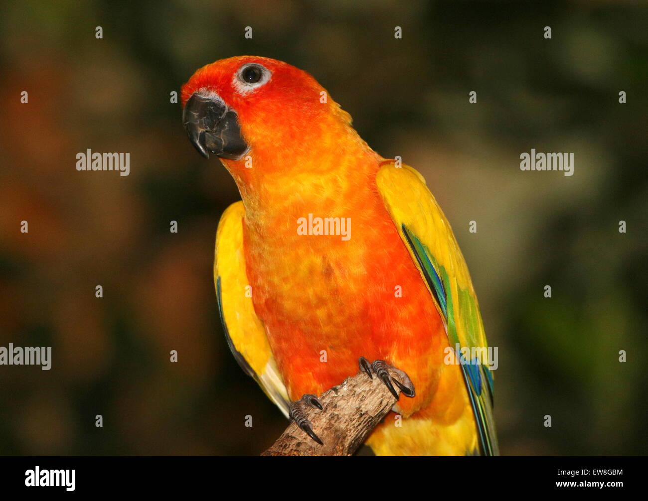 Perched South American Sun Parakeet or Sun Conure (Aratinga ...