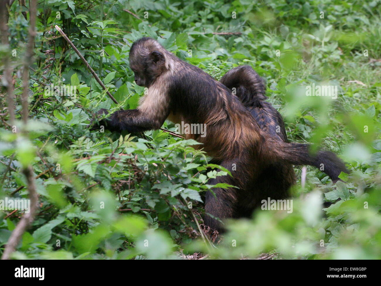 Inquisitive South American Golden bellied or Golden headed capuchin ...