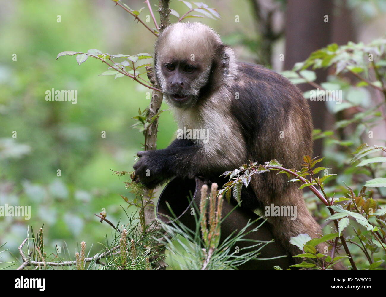 South American Golden bellied or Golden headed capuchin monkey (Cebus ...