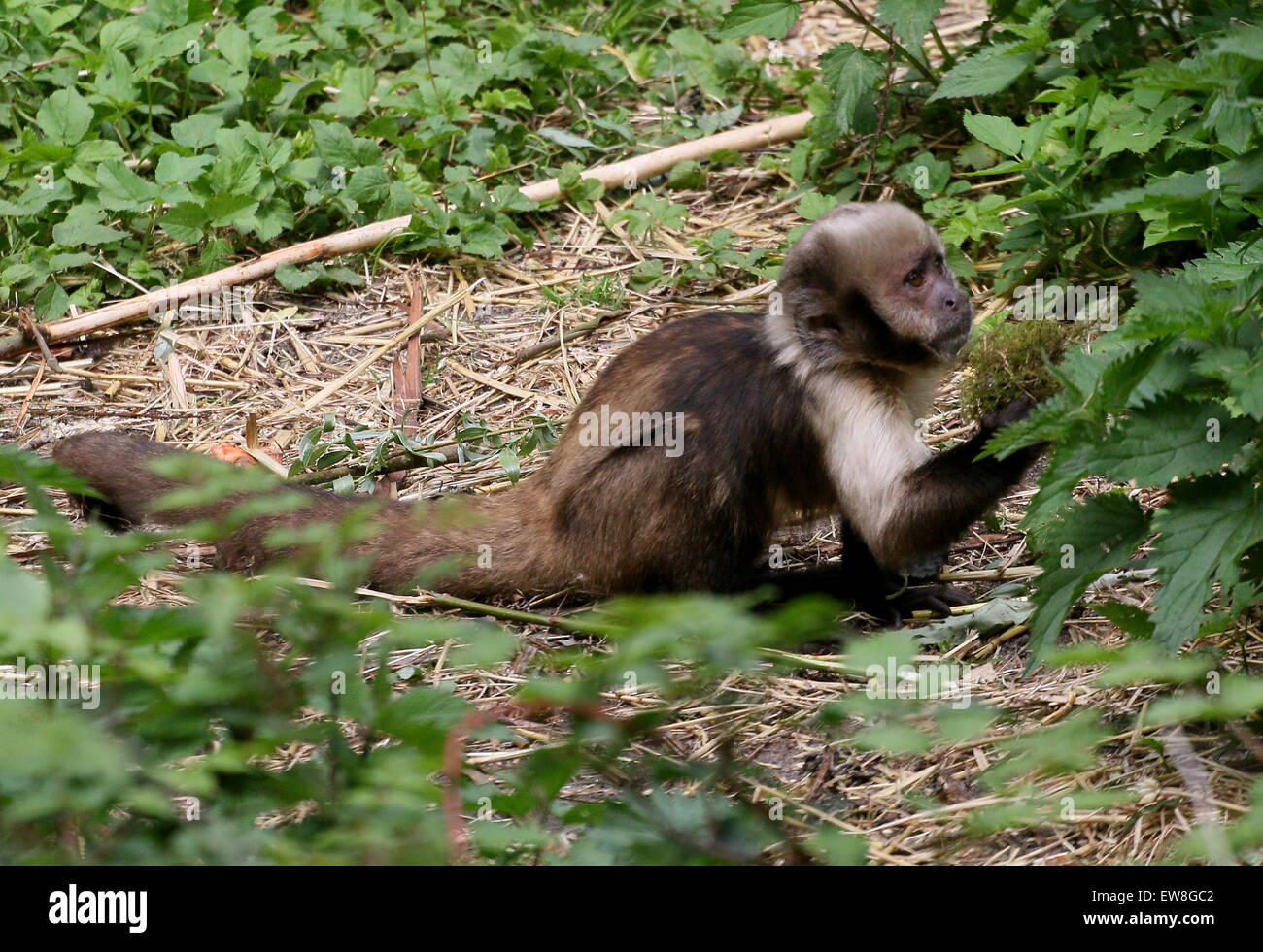 South American Golden bellied or Golden headed capuchin monkey (Cebus ...