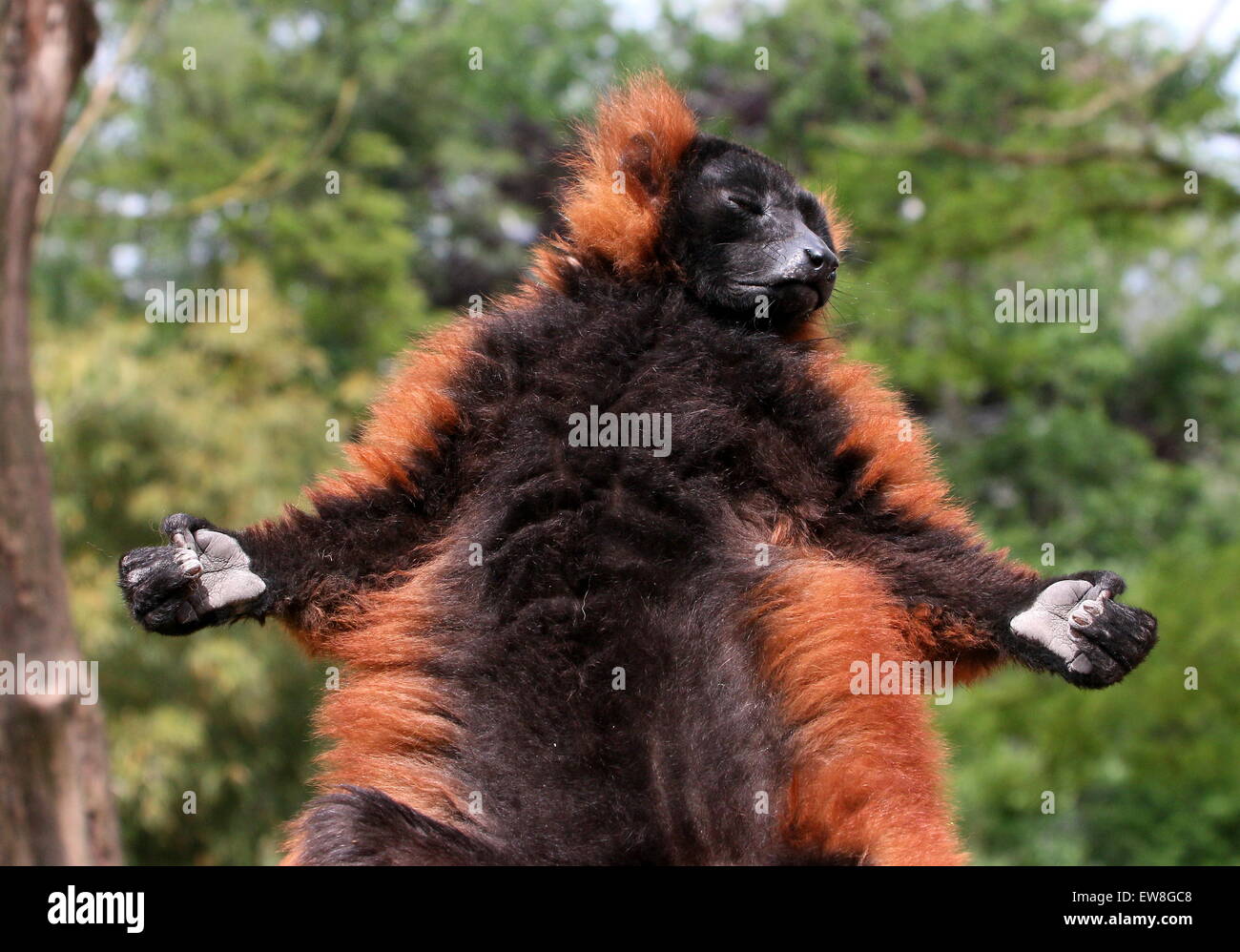 Sun-bathing Madagascan red ruffed Lemur (Varecia variegata rubra ...
