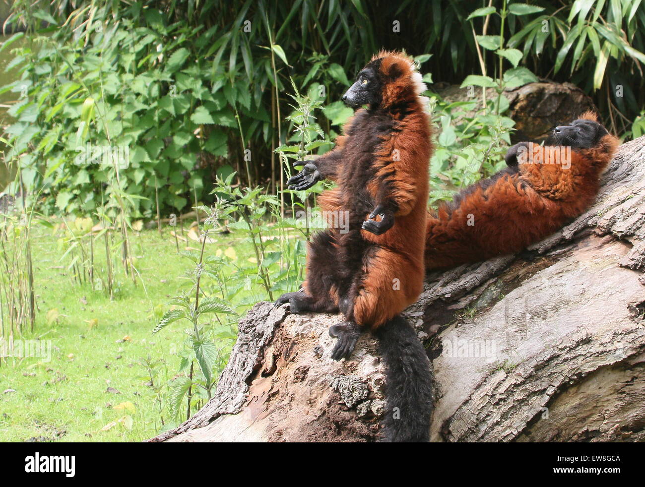 Sun-bathing Madagascan red ruffed Lemurs (Varecia variegata rubra Stock ...