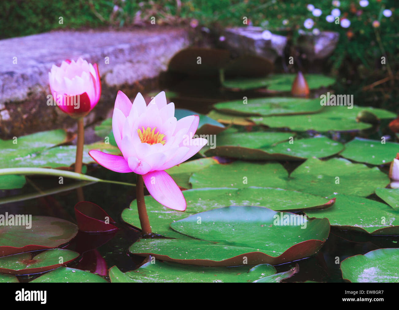 pond with lotus flowers Stock Photo - Alamy