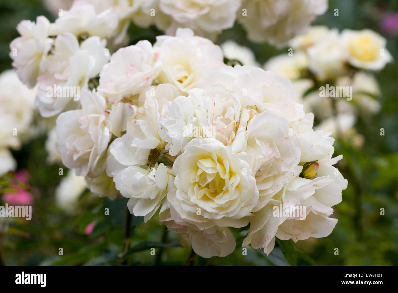Cluster roses close up Stock Photo - Alamy