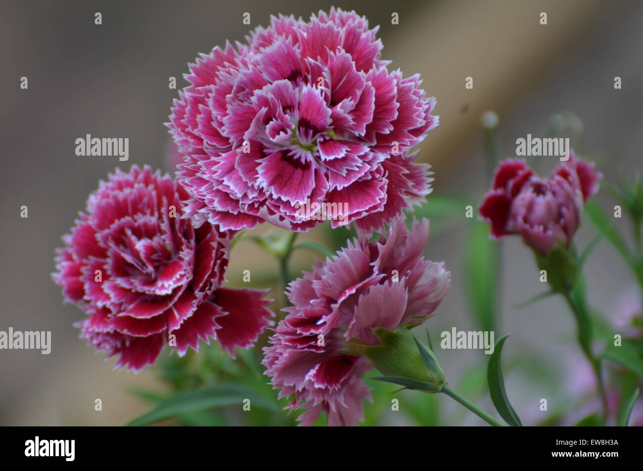 Magenta and white hi-res stock photography and images - Alamy