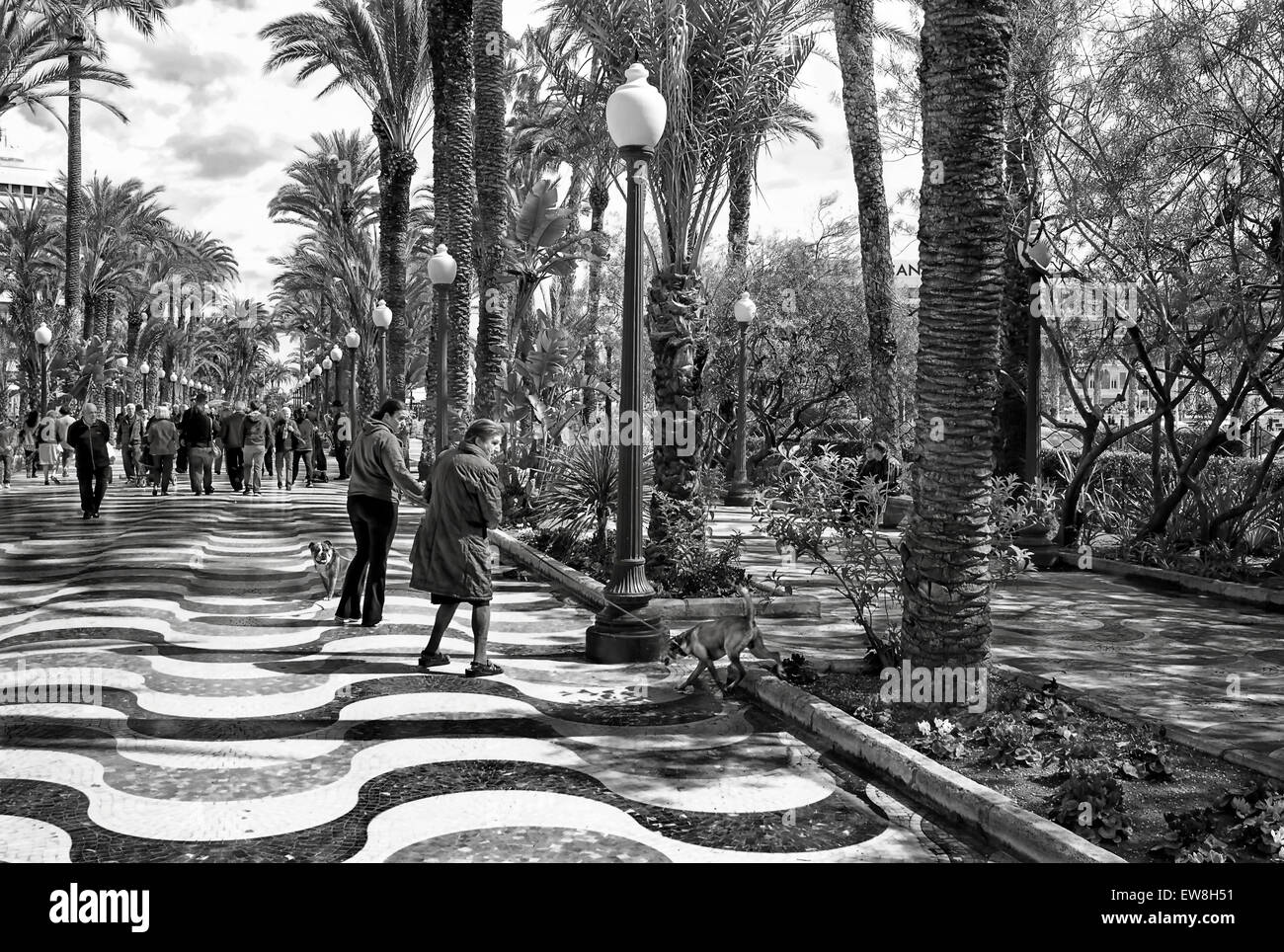 Spain stray dog hi-res stock photography and images - Alamy