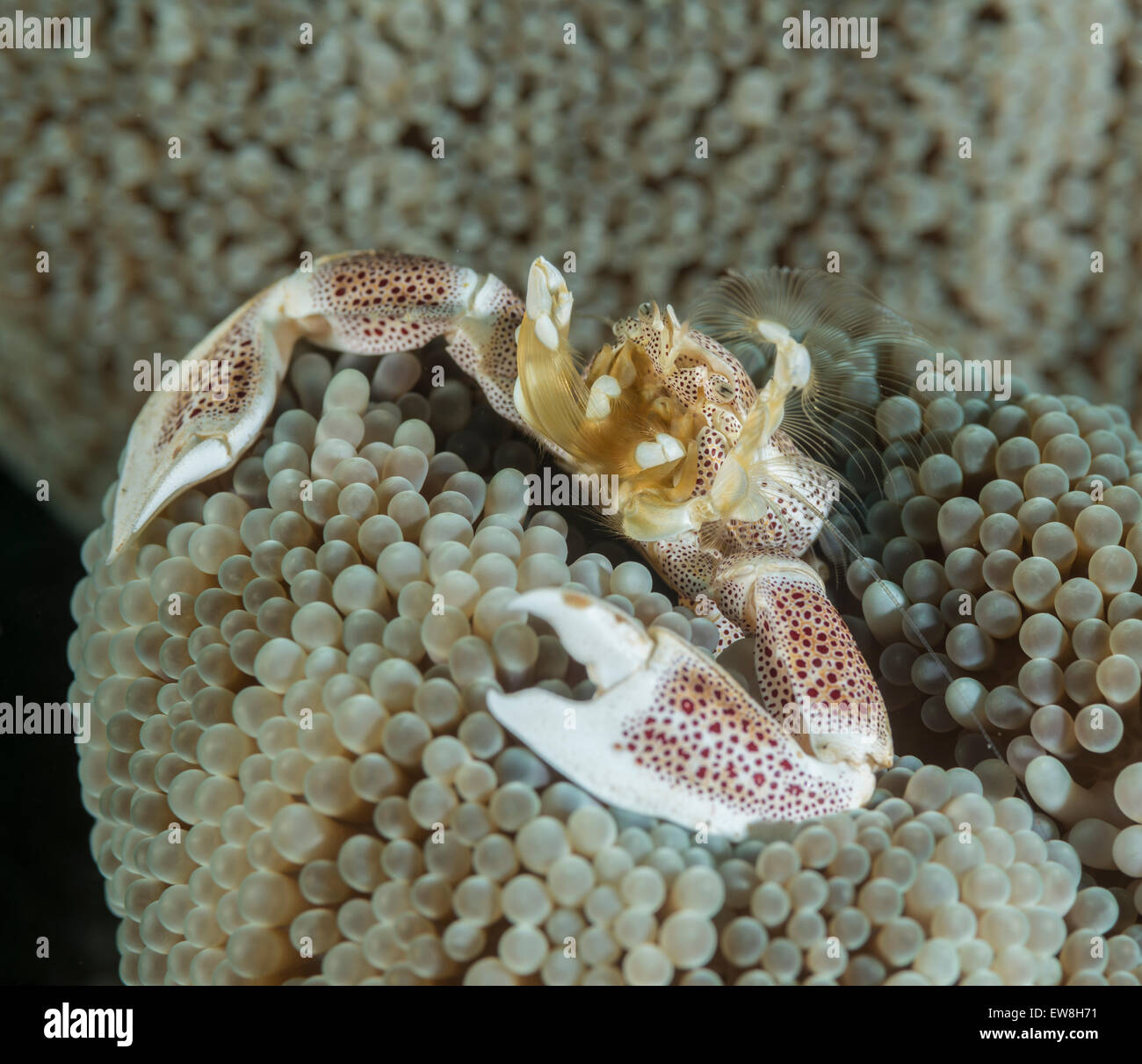 Porcelain crab on an anemone Stock Photo - Alamy