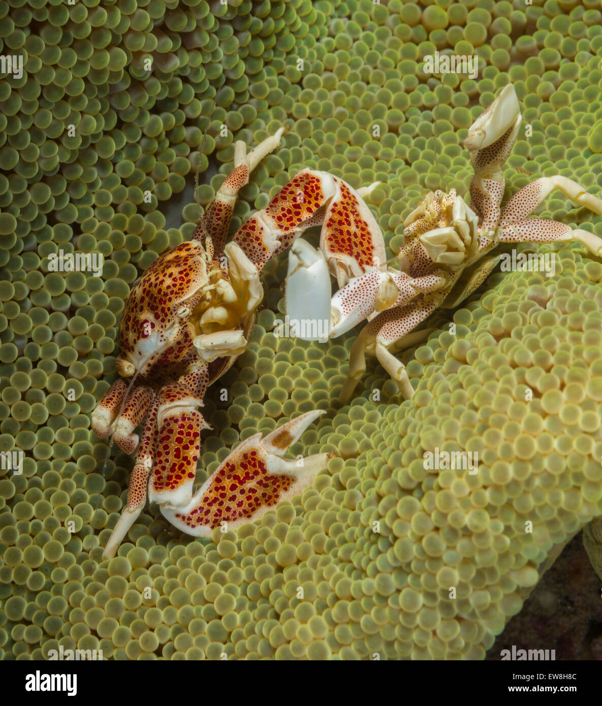 Porcelain crabs hi-res stock photography and images - Alamy
