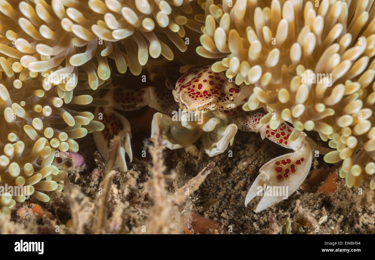 Porcelain crab hiding in a coral Stock Photo - Alamy