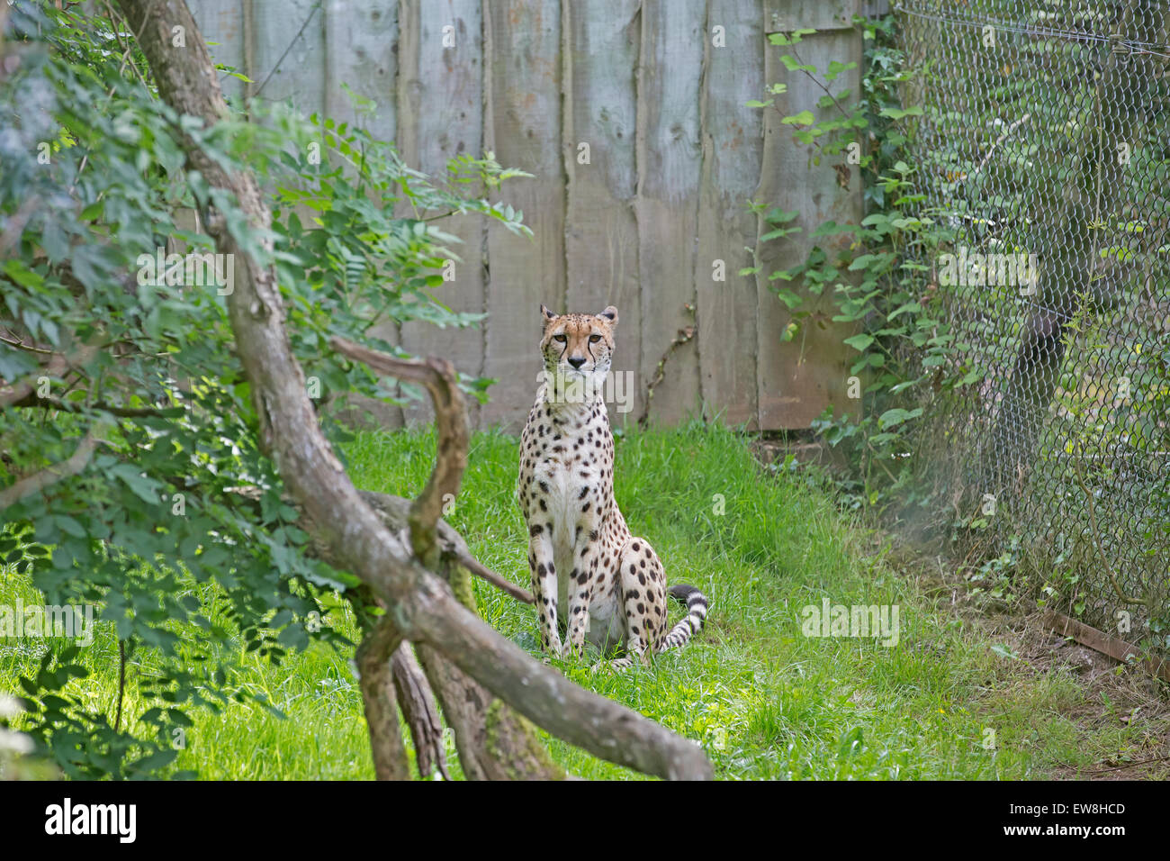 Cheetah at Paignton Zoo in Devon Stock Photo - Alamy
