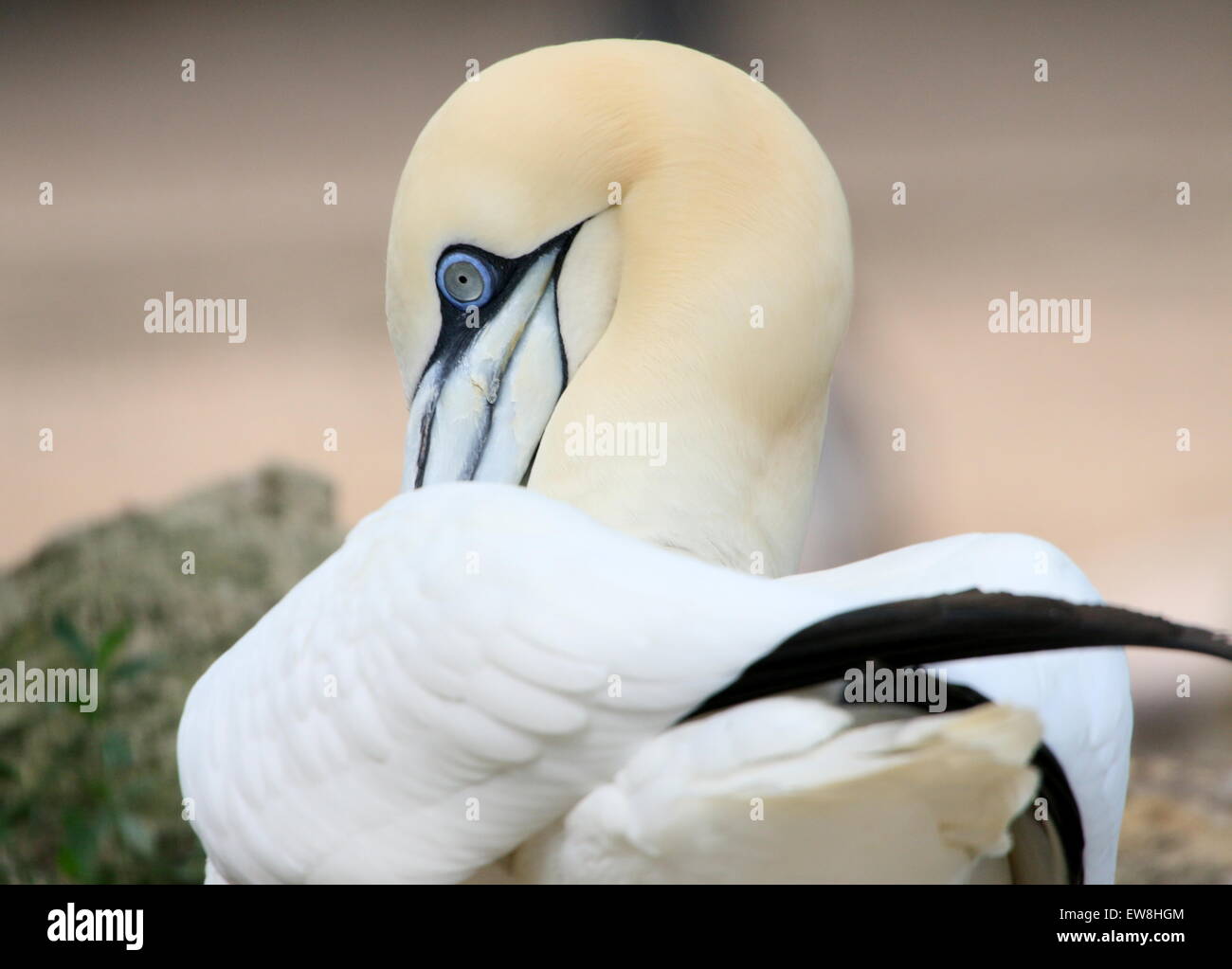 Preening gannet hi-res stock photography and images - Alamy