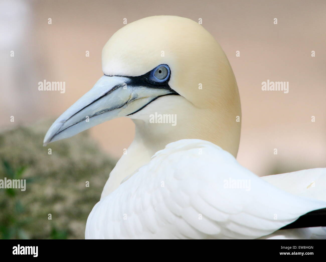 Gannet closeup head hi-res stock photography and images - Alamy