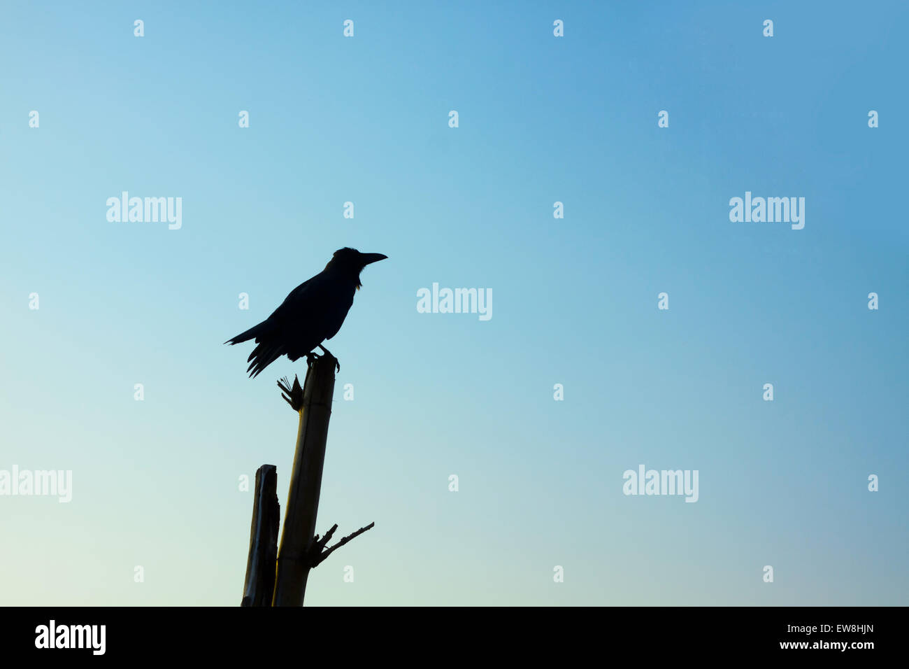 silhouette of a crow Stock Photo - Alamy