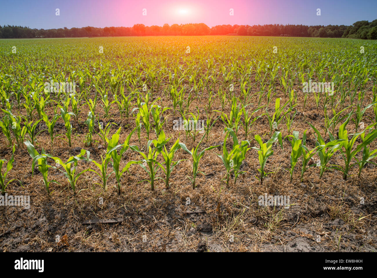 young planted corn at the field Stock Photo - Alamy