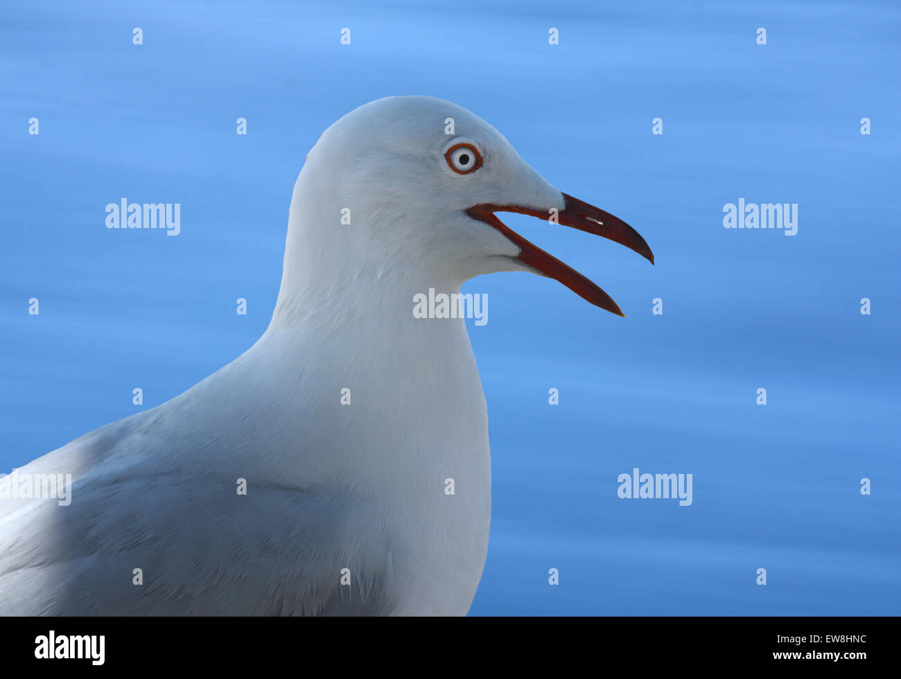 Seagull red beak hi-res stock photography and images - Alamy