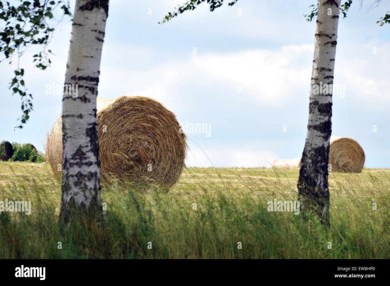 Lucerne for fodder hi-res stock photography and images - Alamy