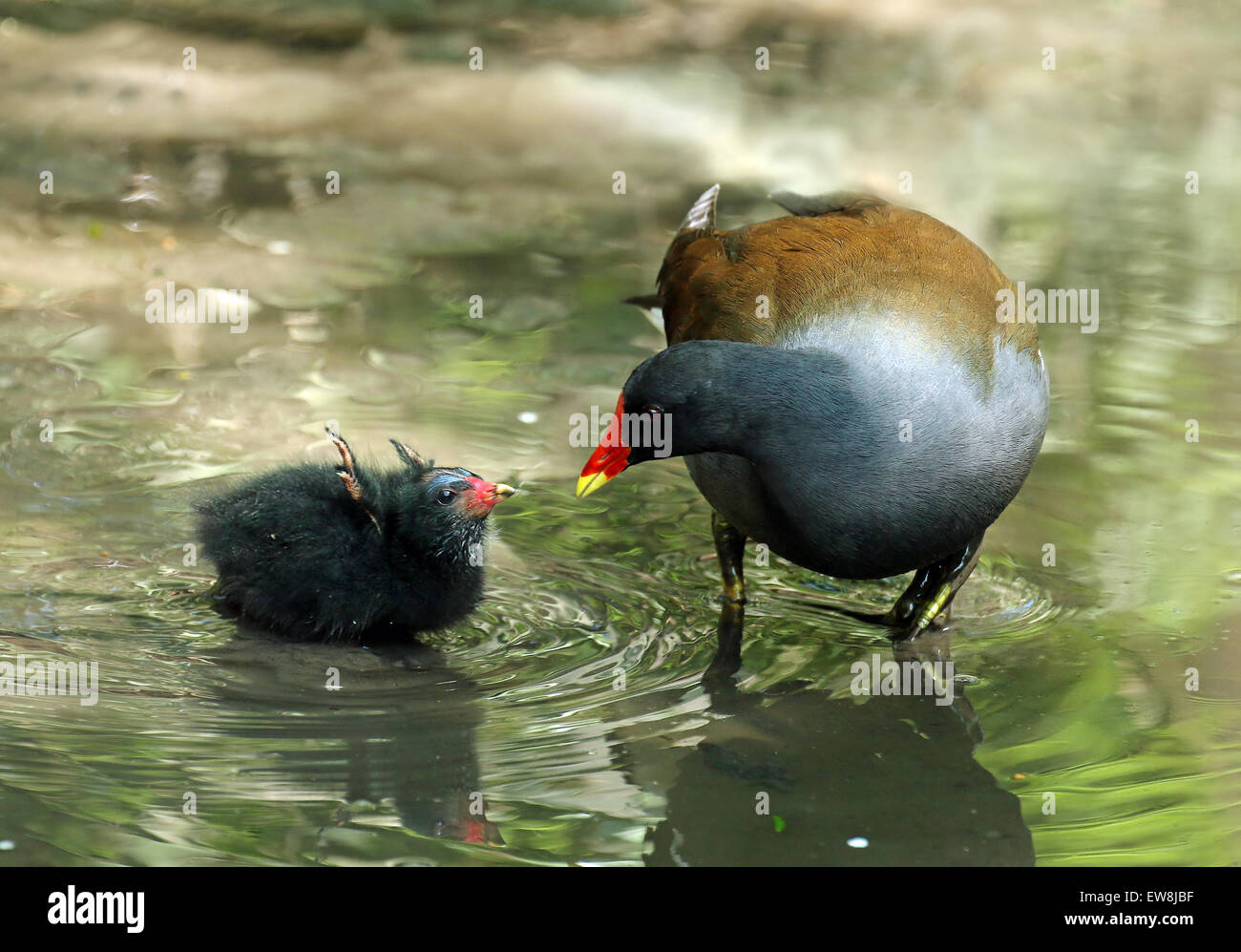 Moorhen and chick hi-res stock photography and images - Alamy
