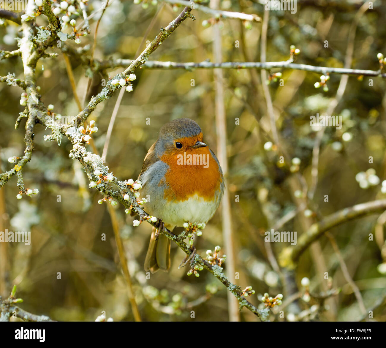 Adult European Robin in hedgerow Stock Photo - Alamy