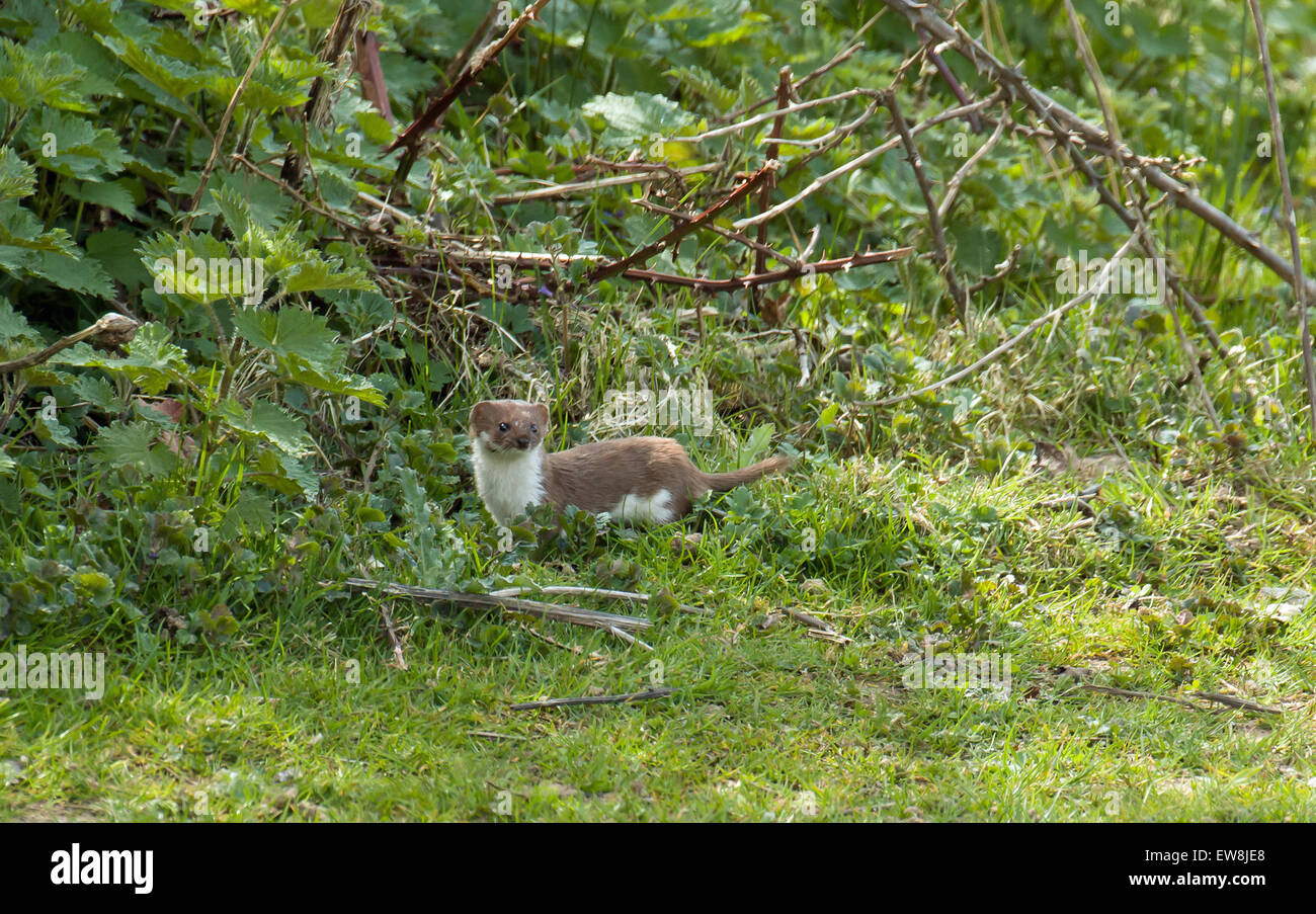 Adult weasel in countryside Stock Photo - Alamy