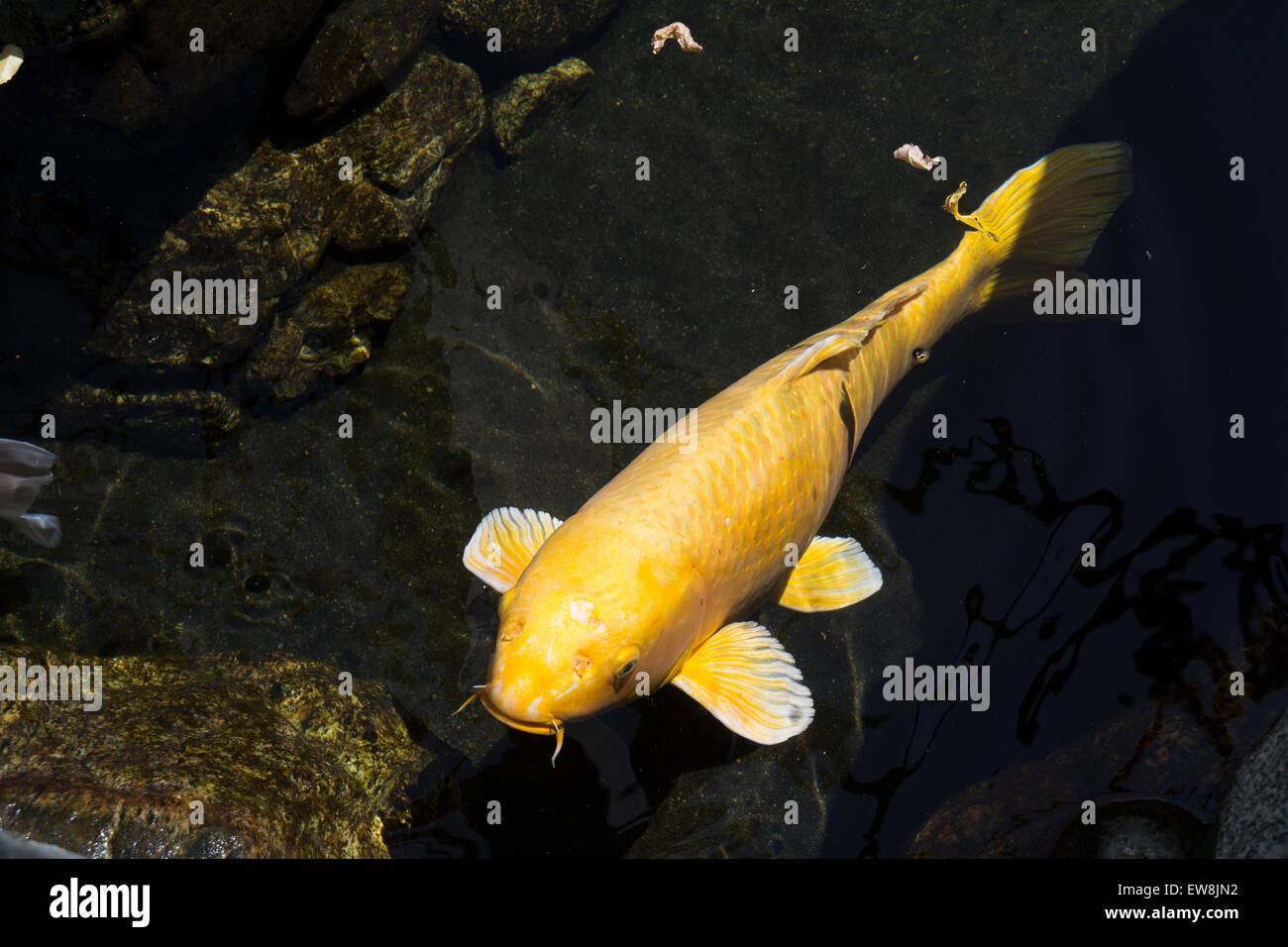Golden carp hi-res stock photography and images - Alamy
