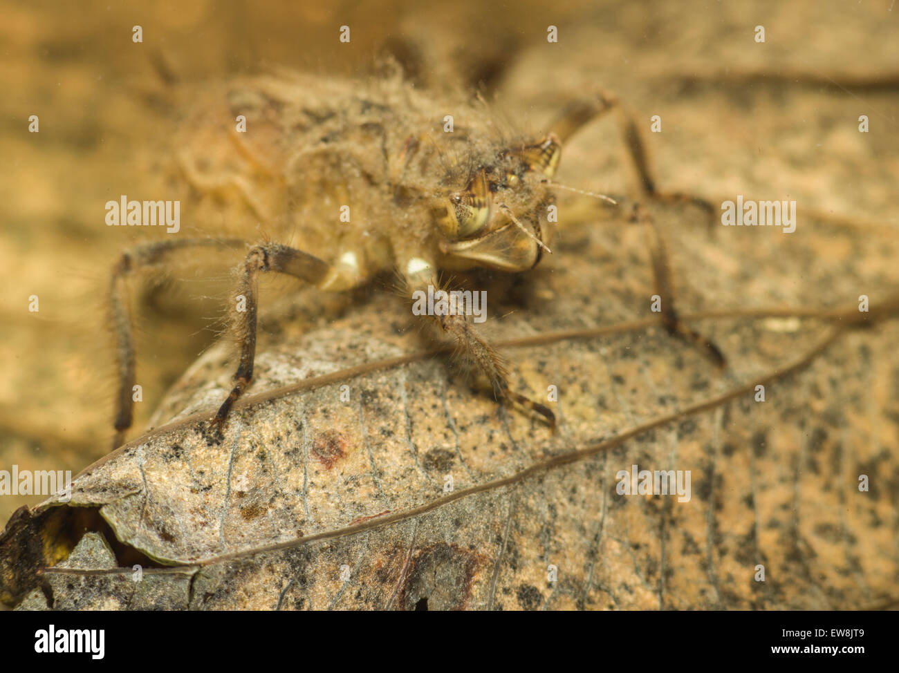 Libellula depressa larva hi-res stock photography and images - Alamy
