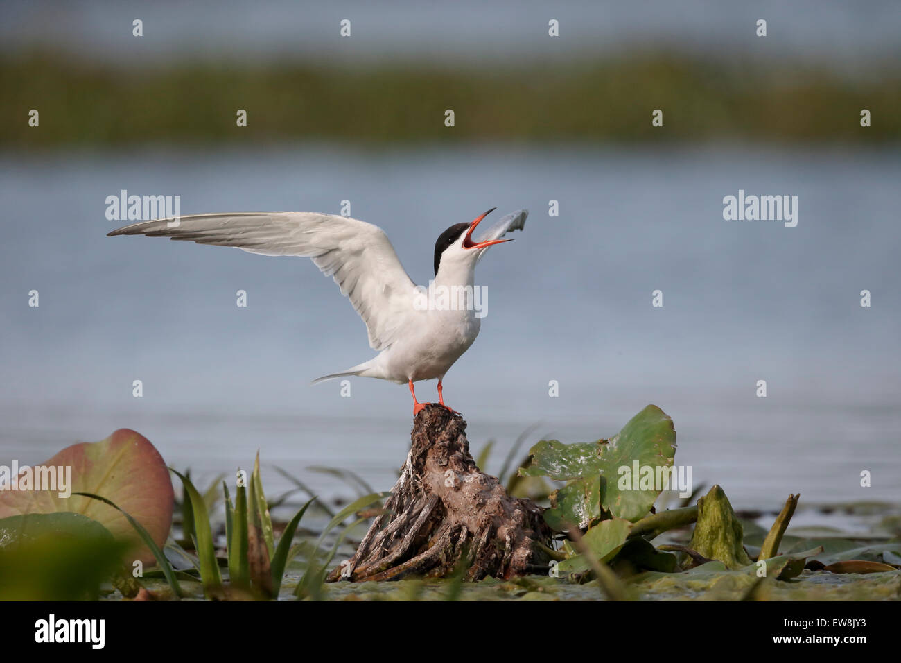 Common tern, Sterna hirundo, single bird by water, Romania, May 2015 ...