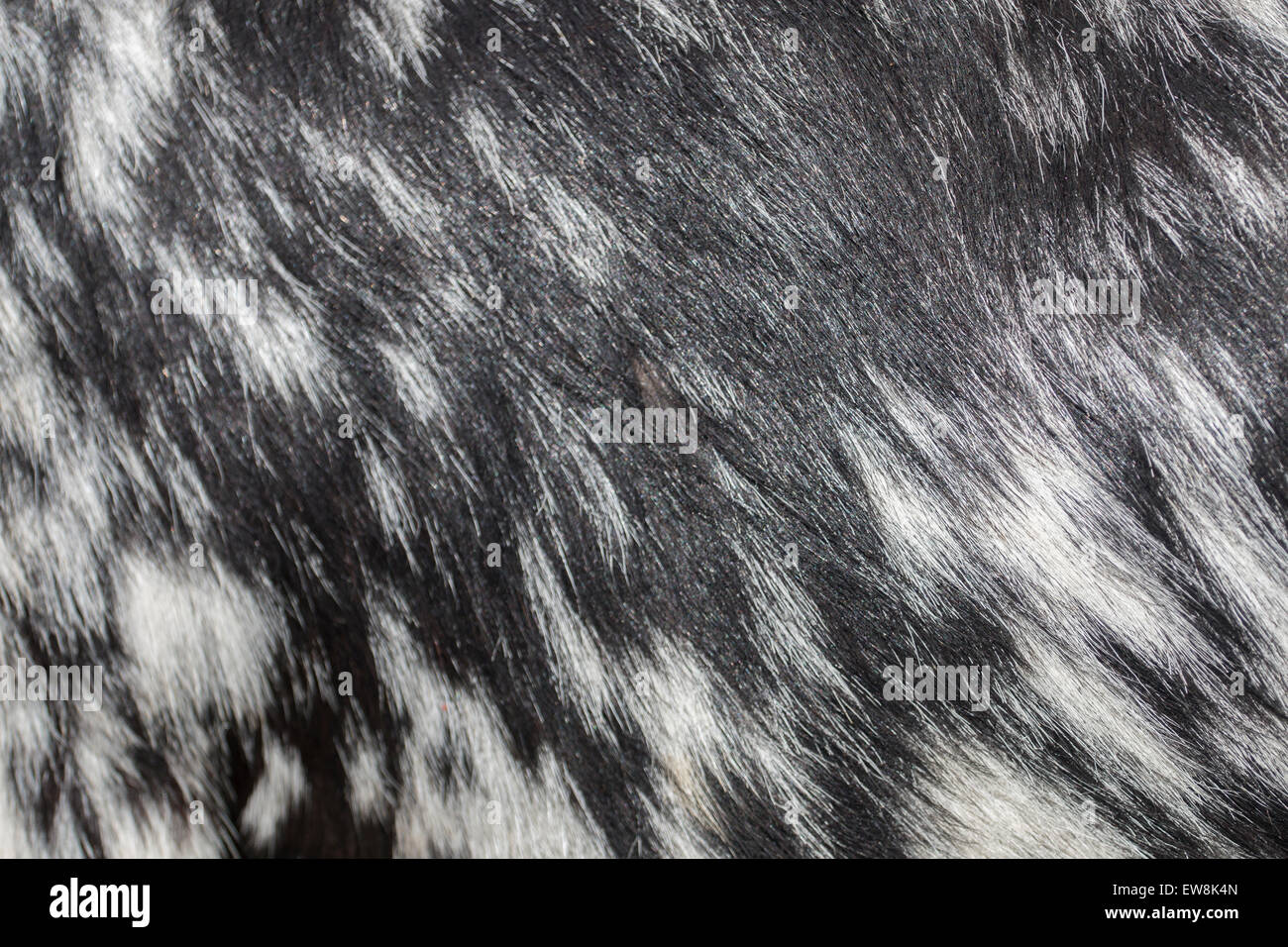 View of a black and white goat fur texture Stock Photo - Alamy
