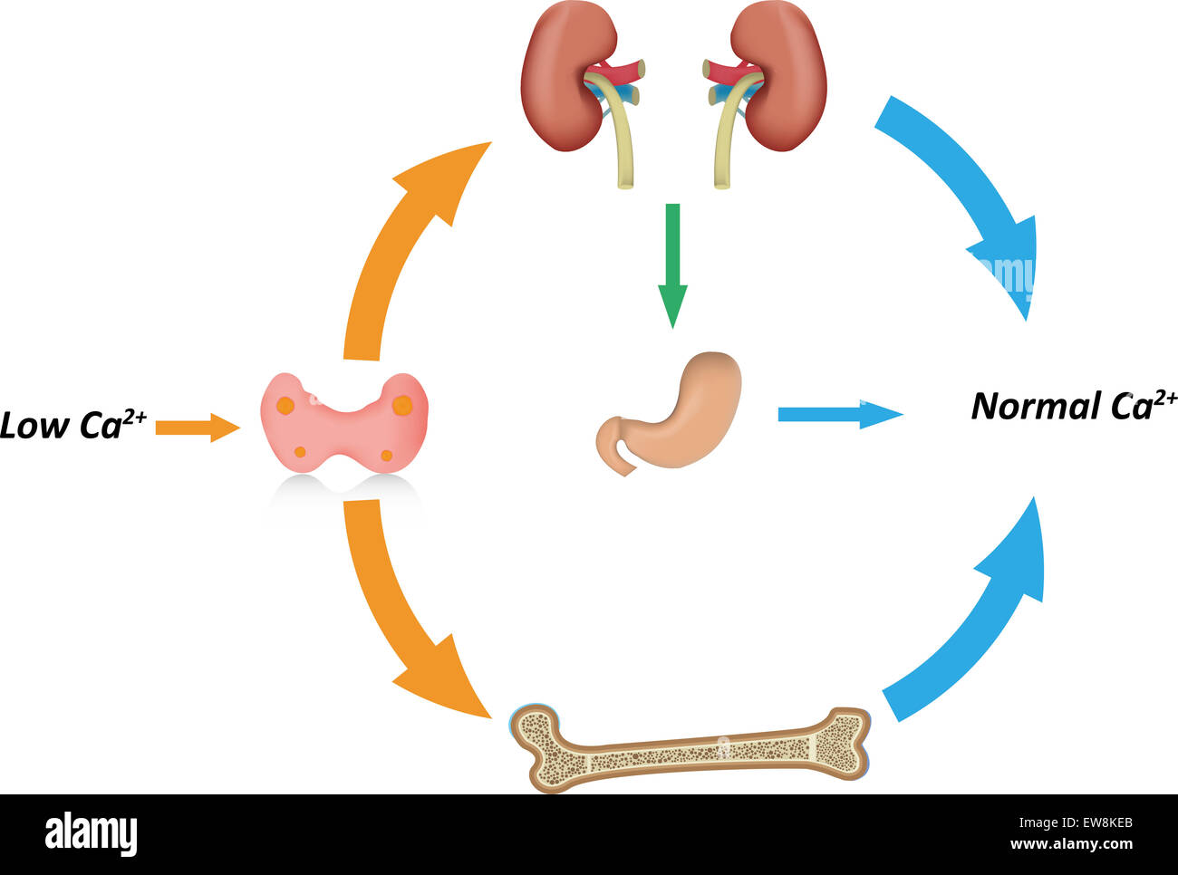 Calcium homeostasis physiology hi-res stock photography and images - Alamy