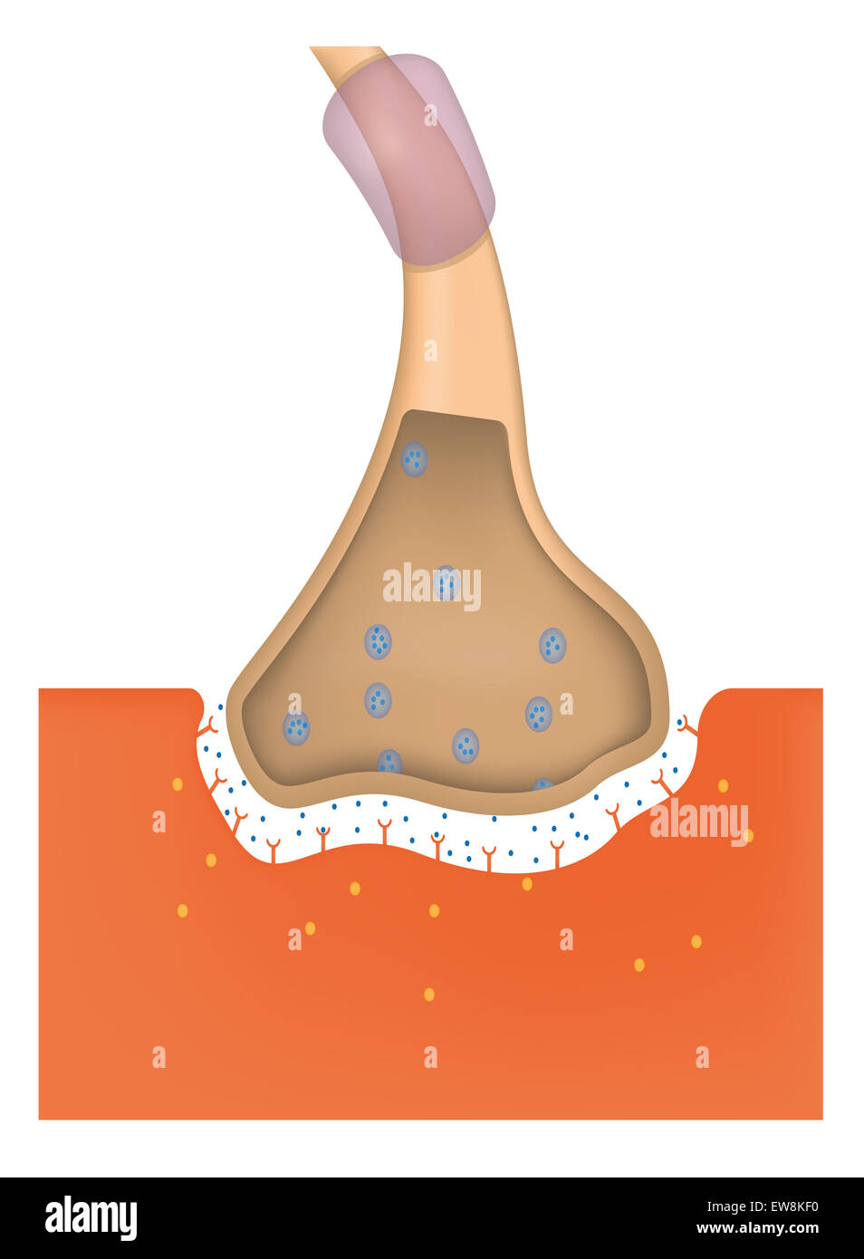 Neuromuscular Junction Model Labeled