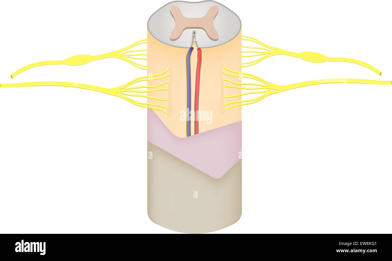 Spinal Nerves High Resolution Stock Photography and Images - Alamy