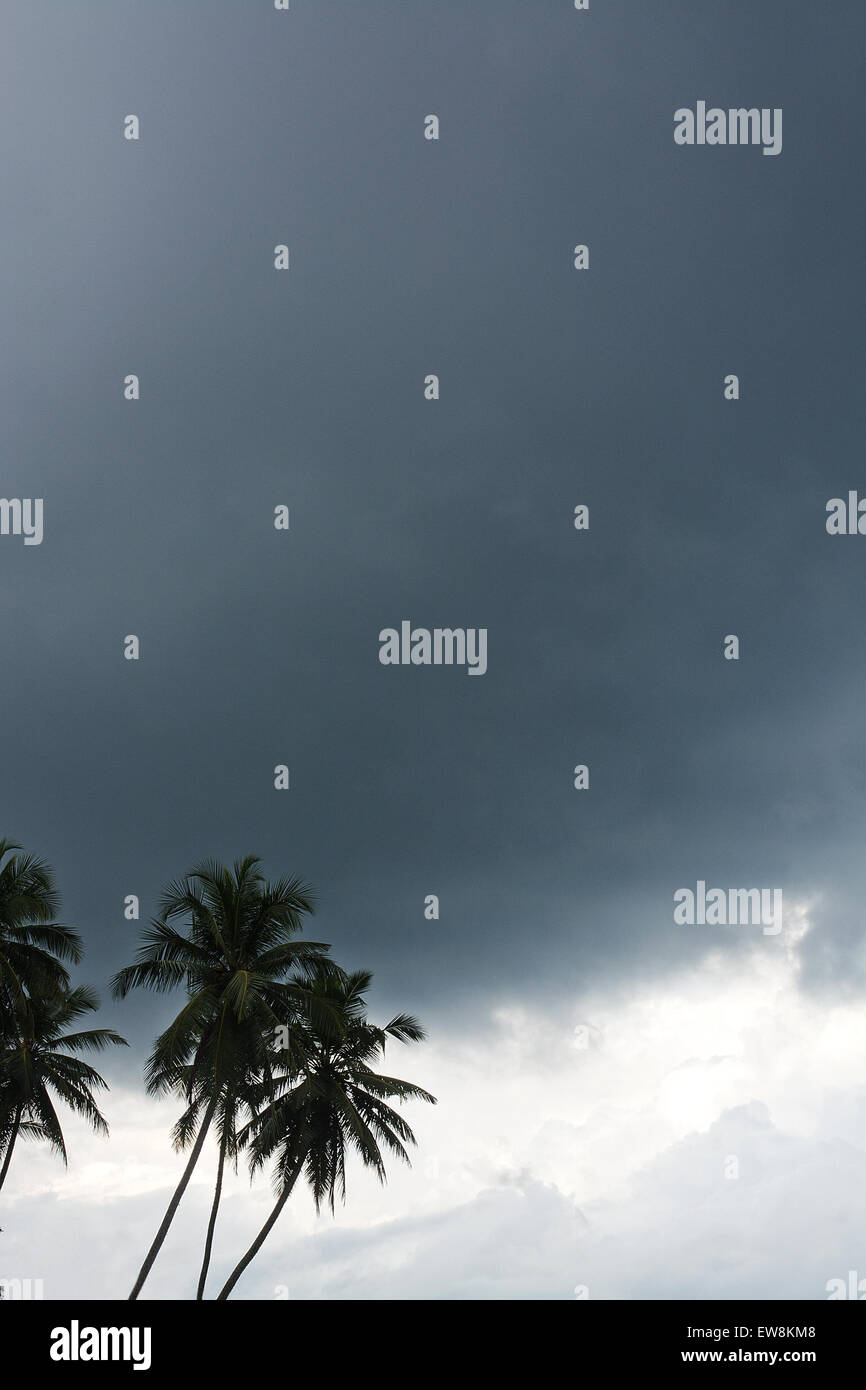 Coconut palm trees and monsoon gray sky in remote location, Southern ...