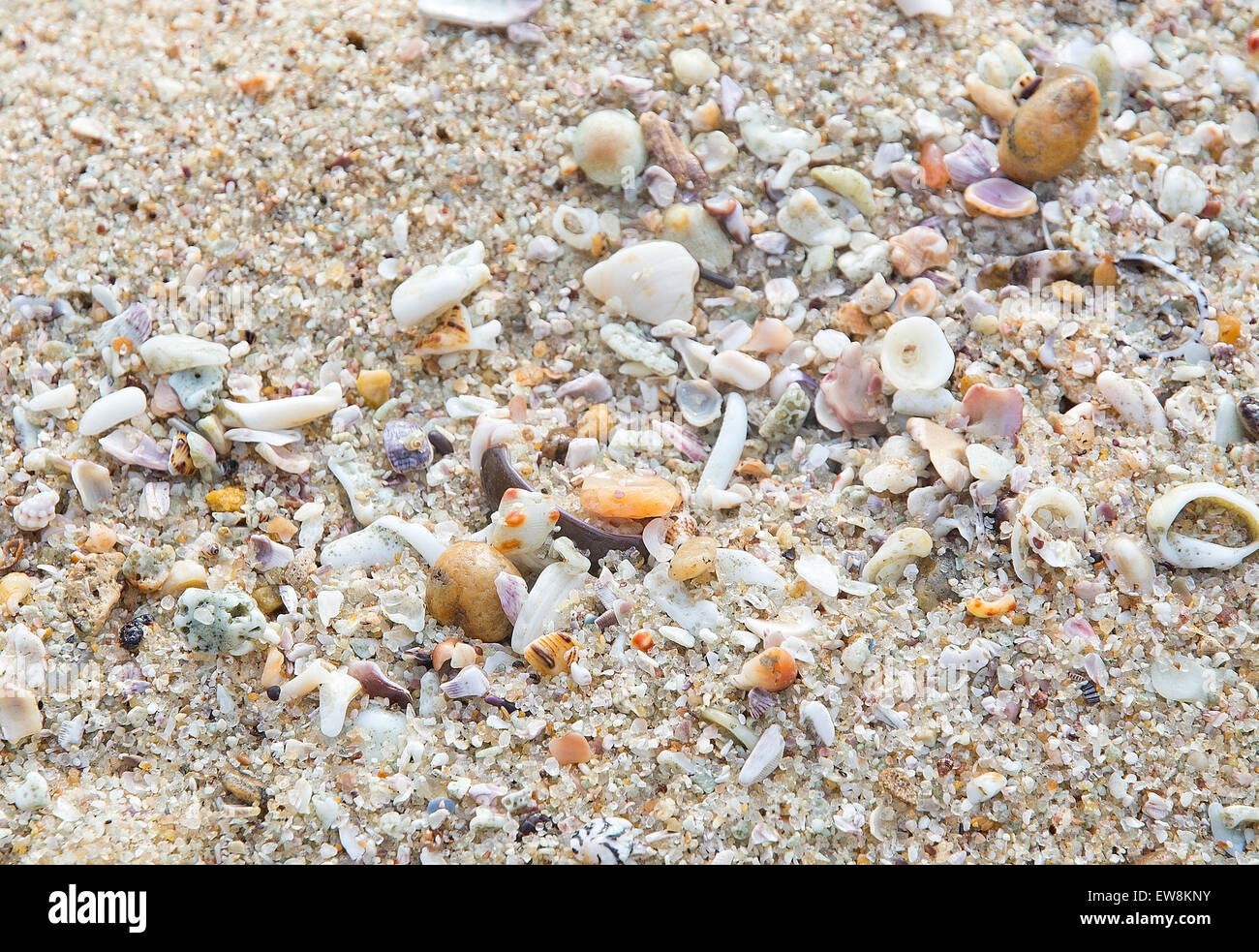 Seashells on sandy beach in Southern Province, Sri Lanka, Asia Stock ...