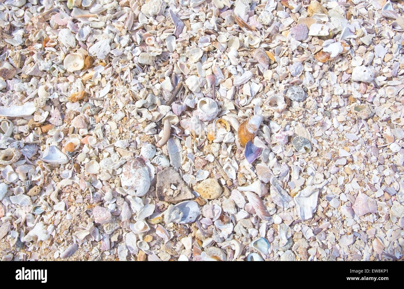 Seashells on sandy beach in Southern Province, Sri Lanka, Asia Stock ...