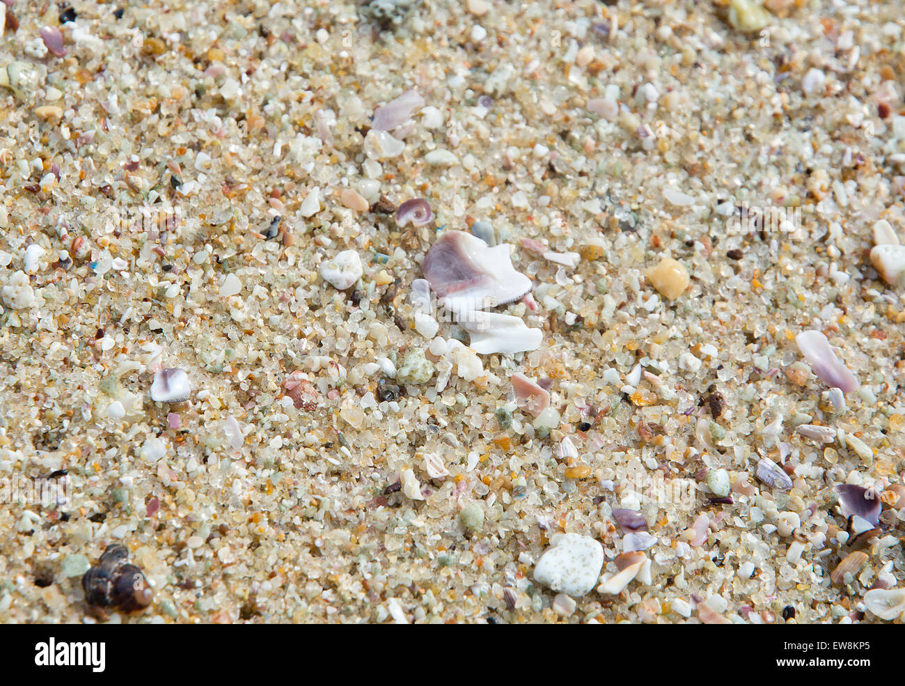 Seashells on sandy beach in Southern Province, Sri Lanka, Asia Stock ...