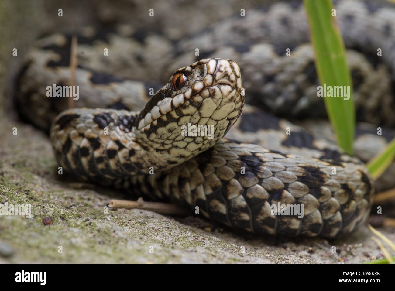 close up and adder on path Stock Photo - Alamy