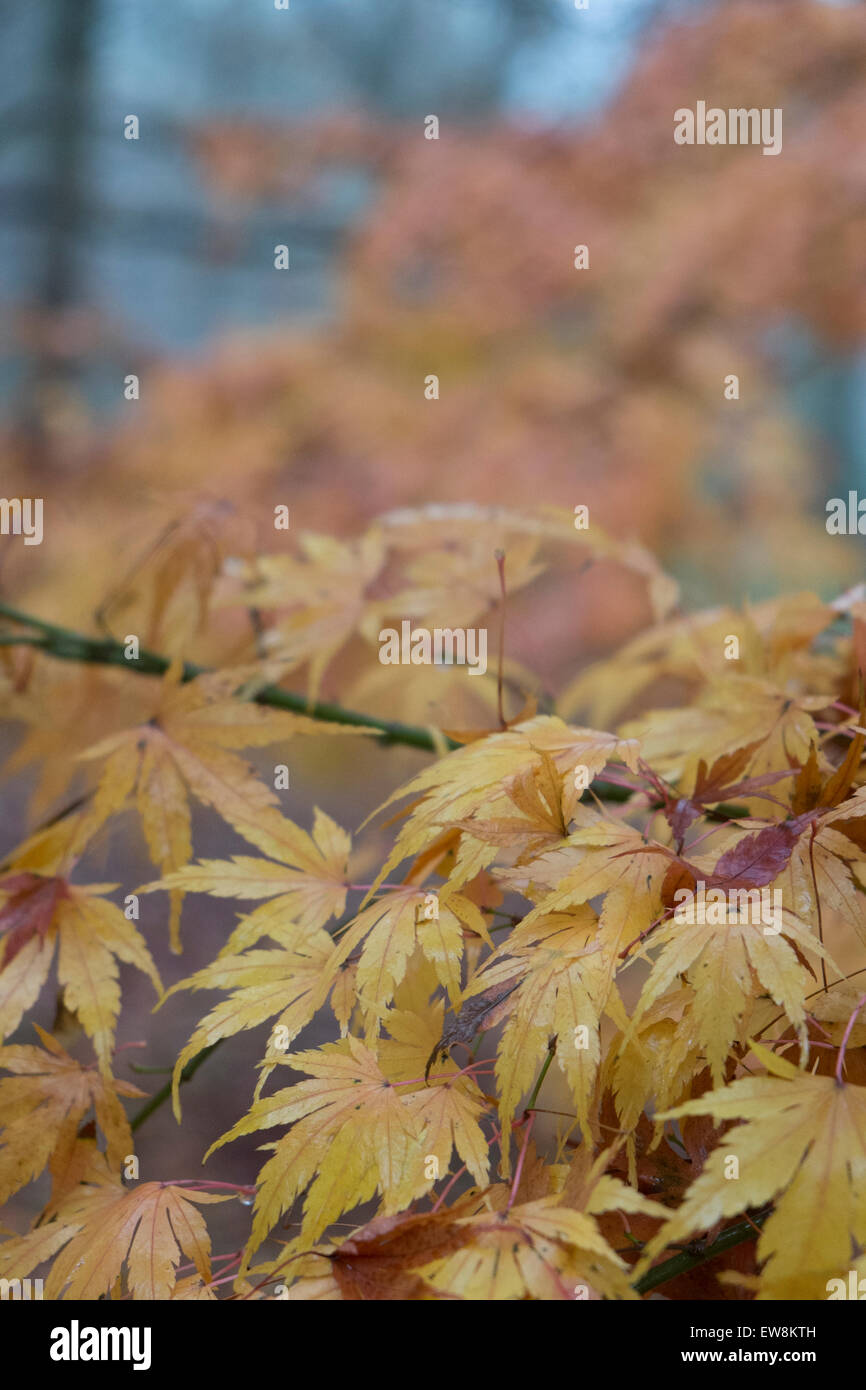 yellow autumn fall leaves Stock Photo - Alamy