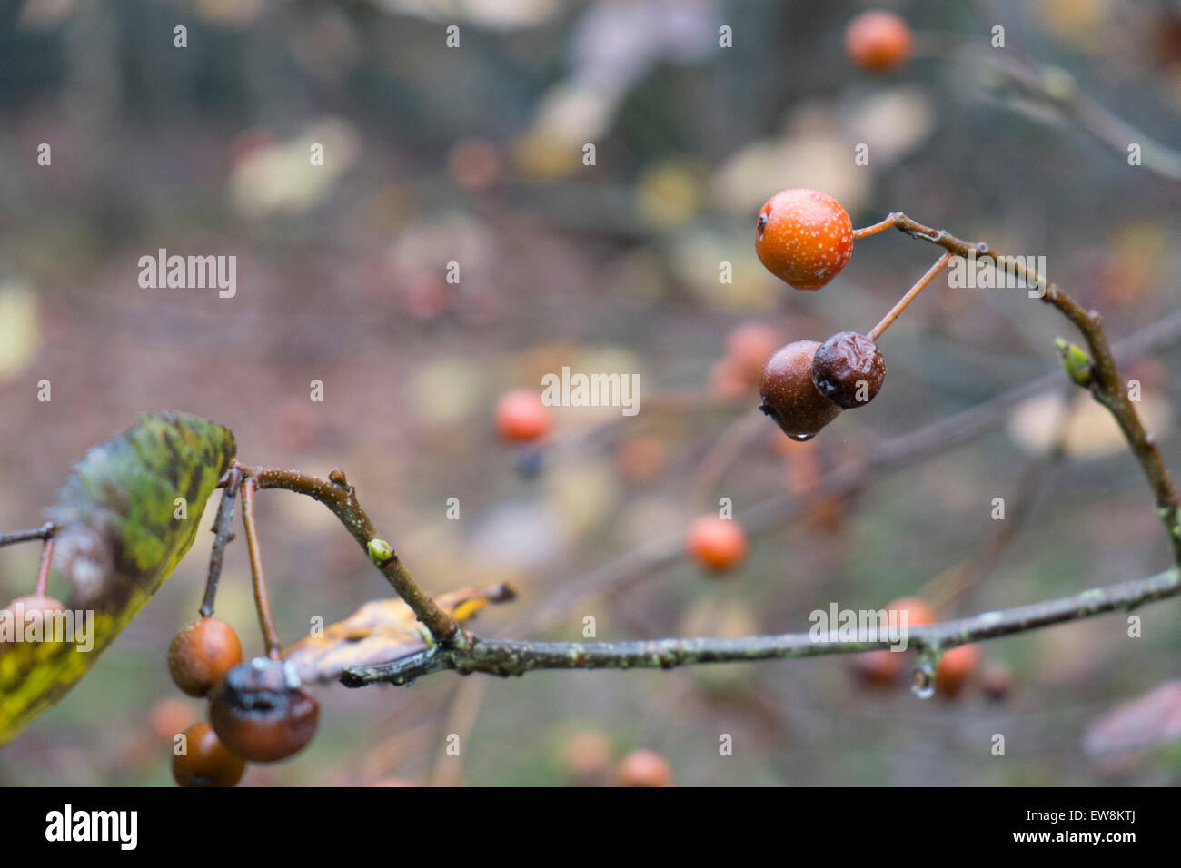 Autumn / Fall berries Stock Photo - Alamy