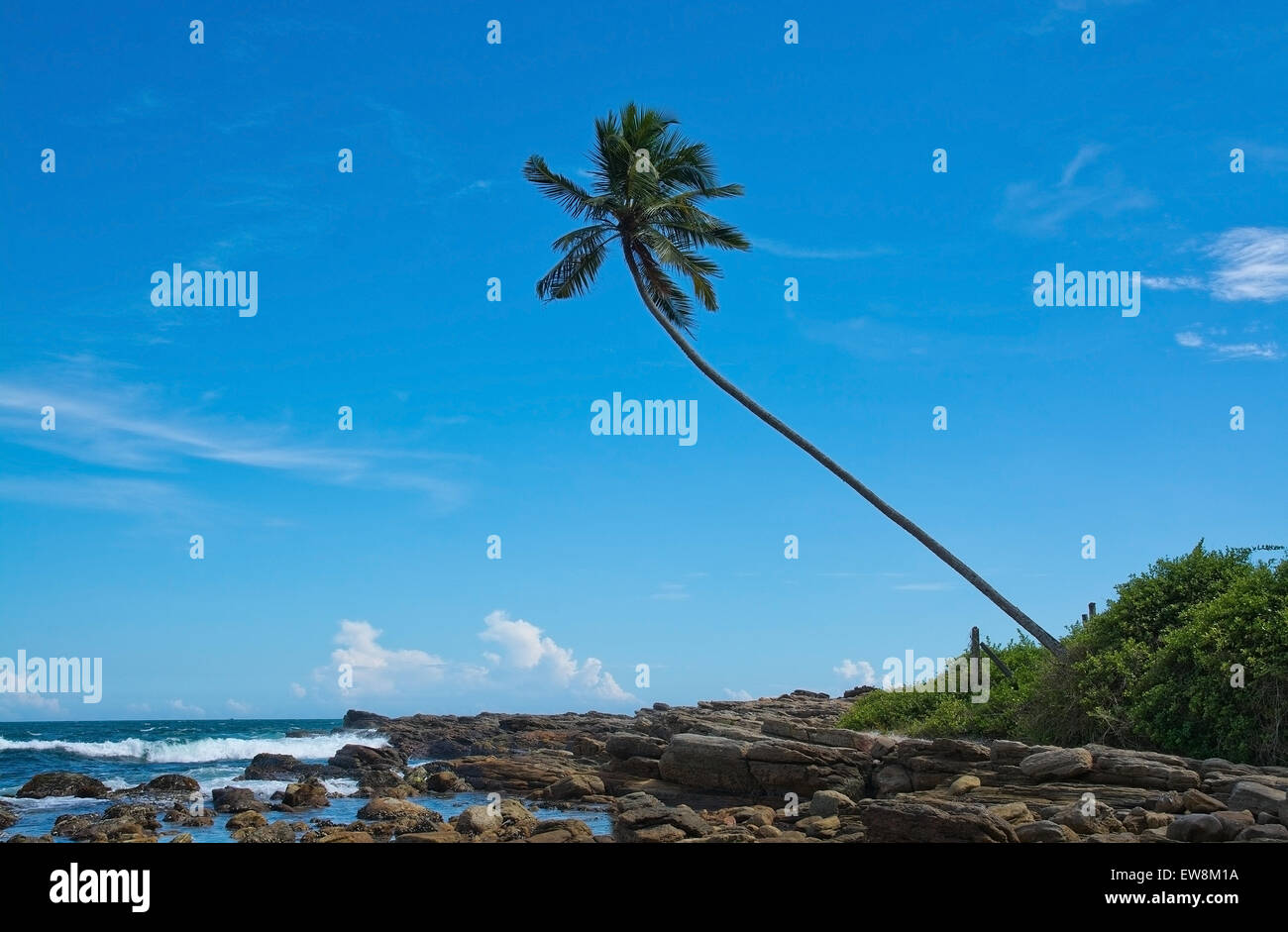 Coconut palm tree in rocky landscape in remote location, Southern ...