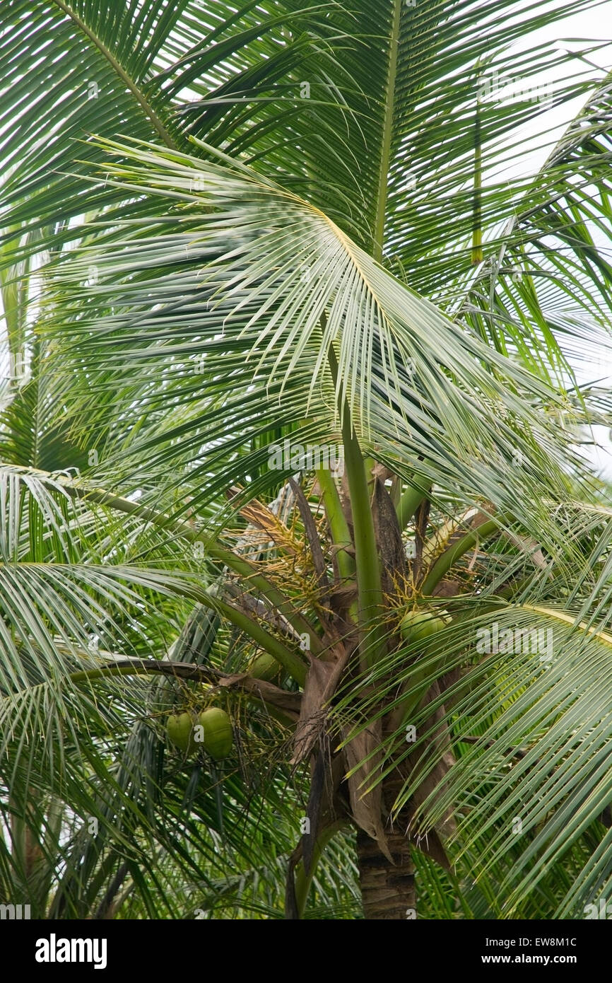 Coconut palm tree, lush green foliage closeup, Southern Province, Sri ...